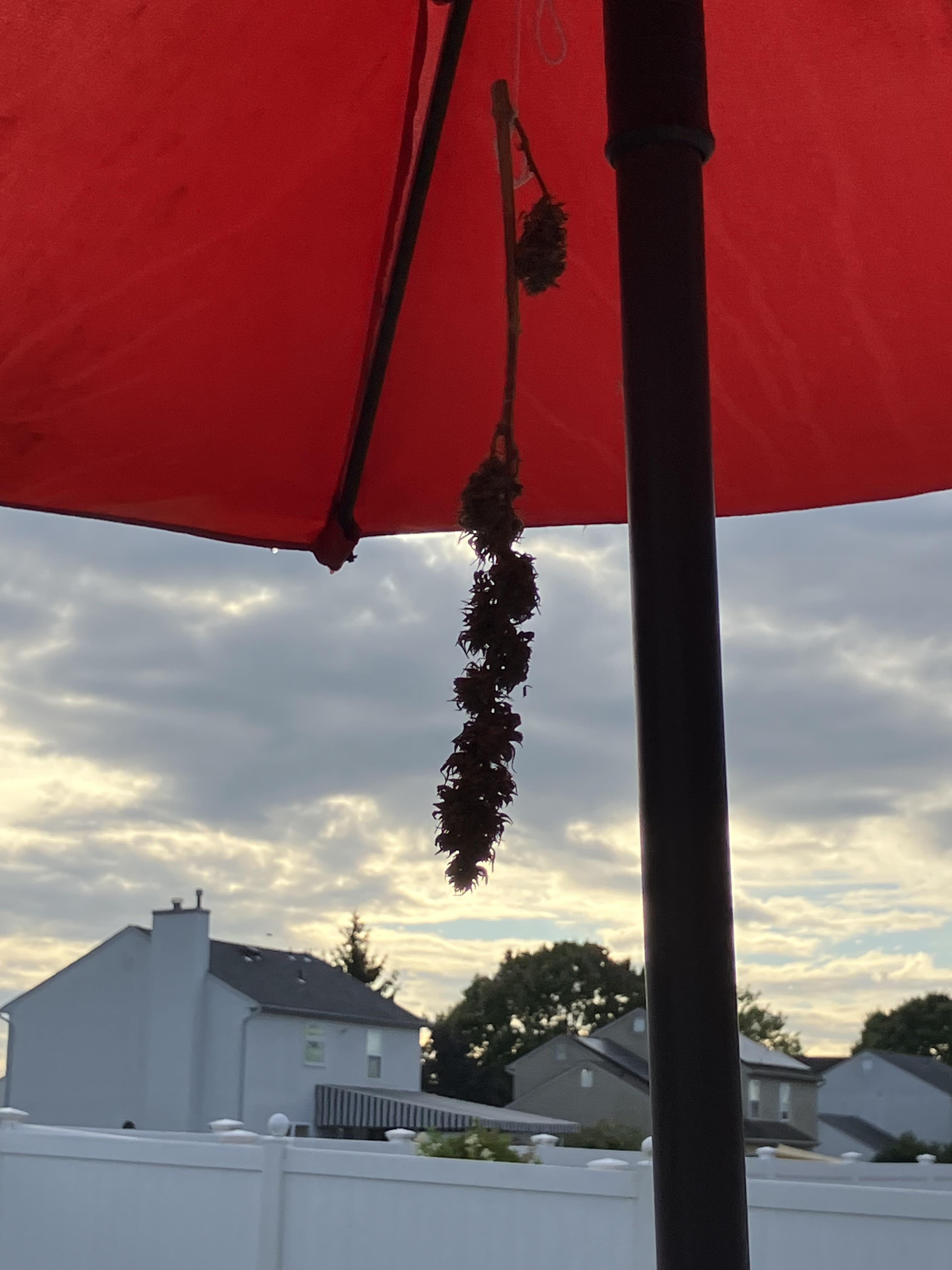 Roast my drying set up | Scrolller