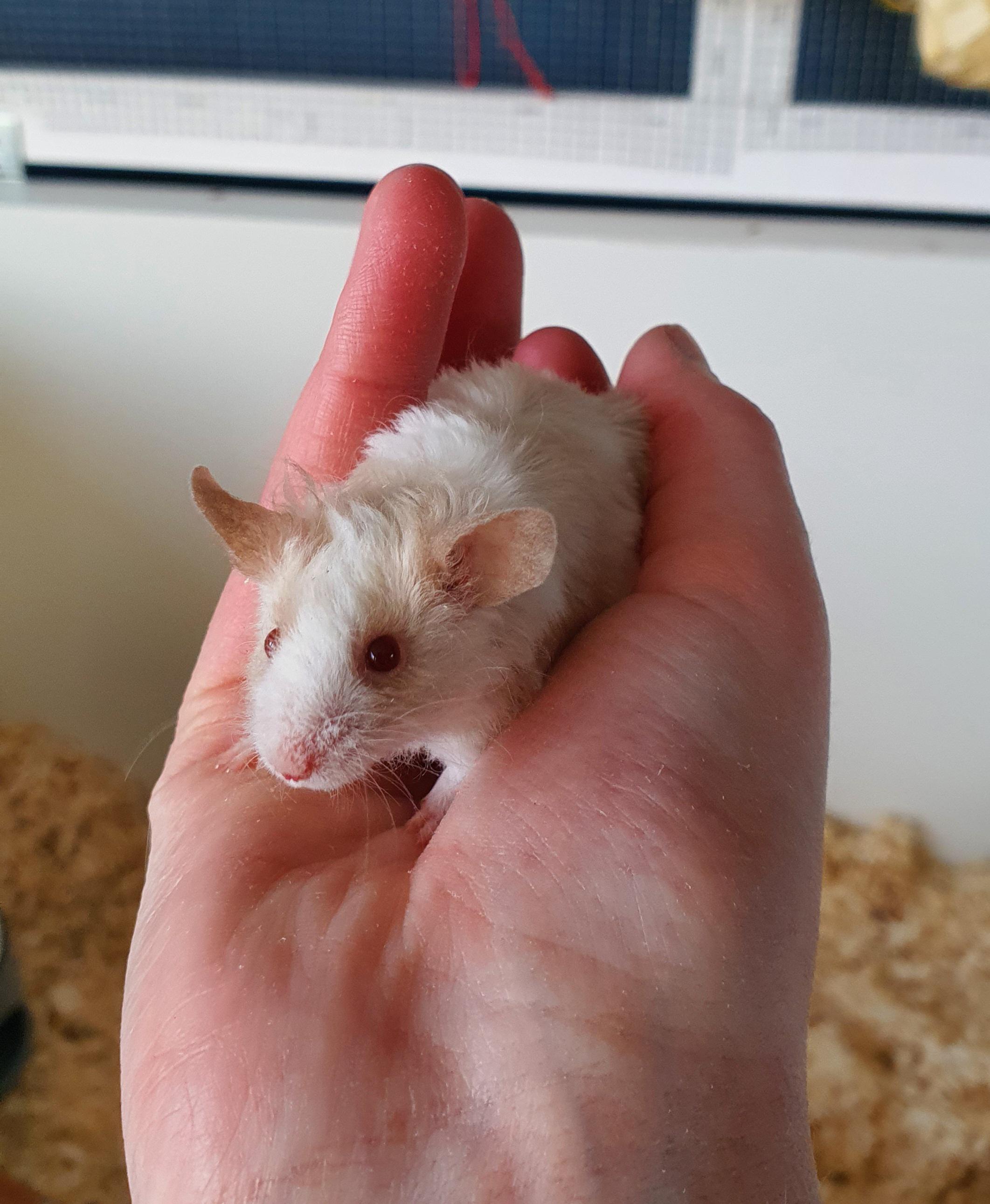 Finally got good pictures of 2/3 of my mice! | Scrolller