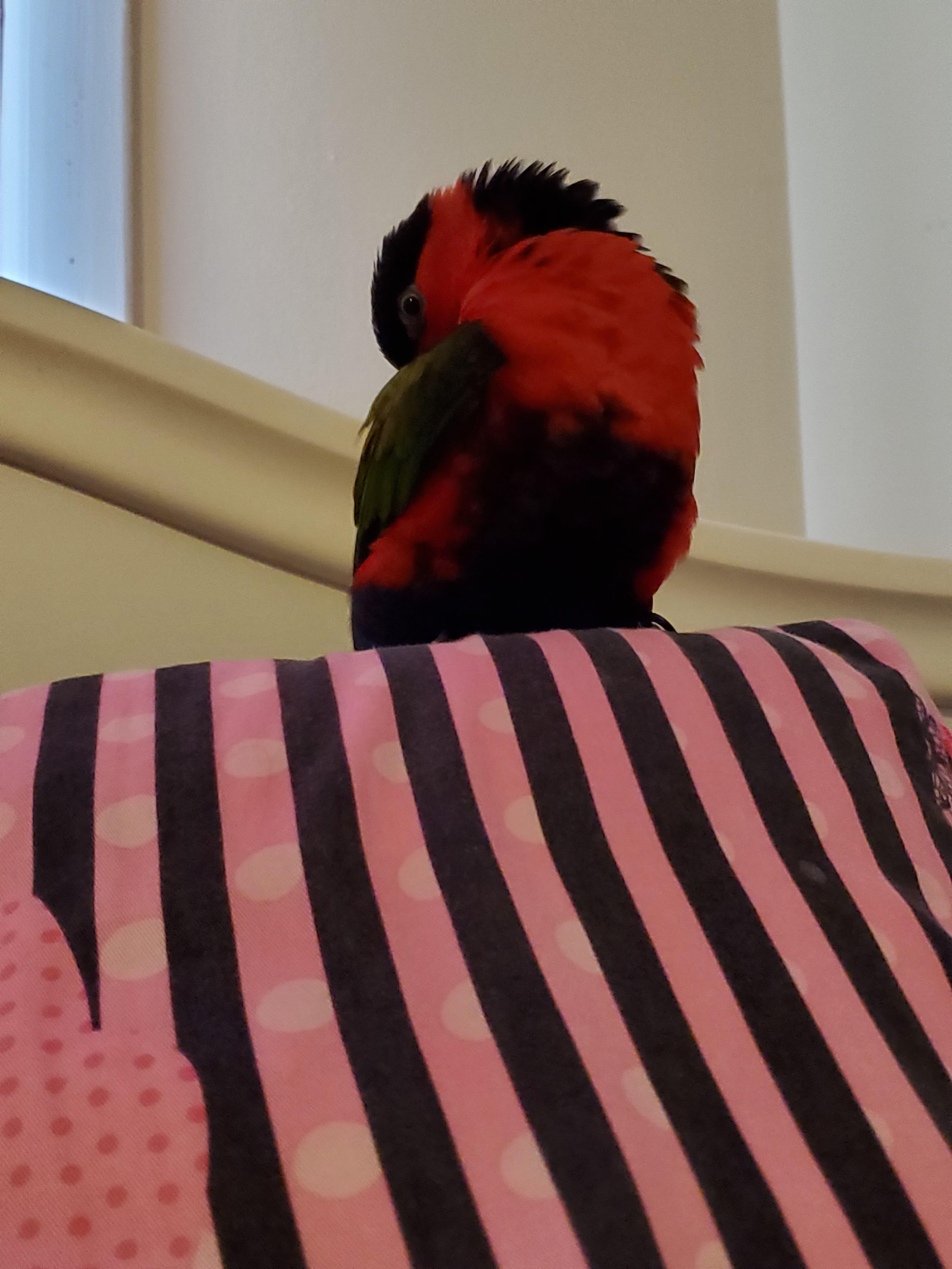 Floofy boy | Scrolller