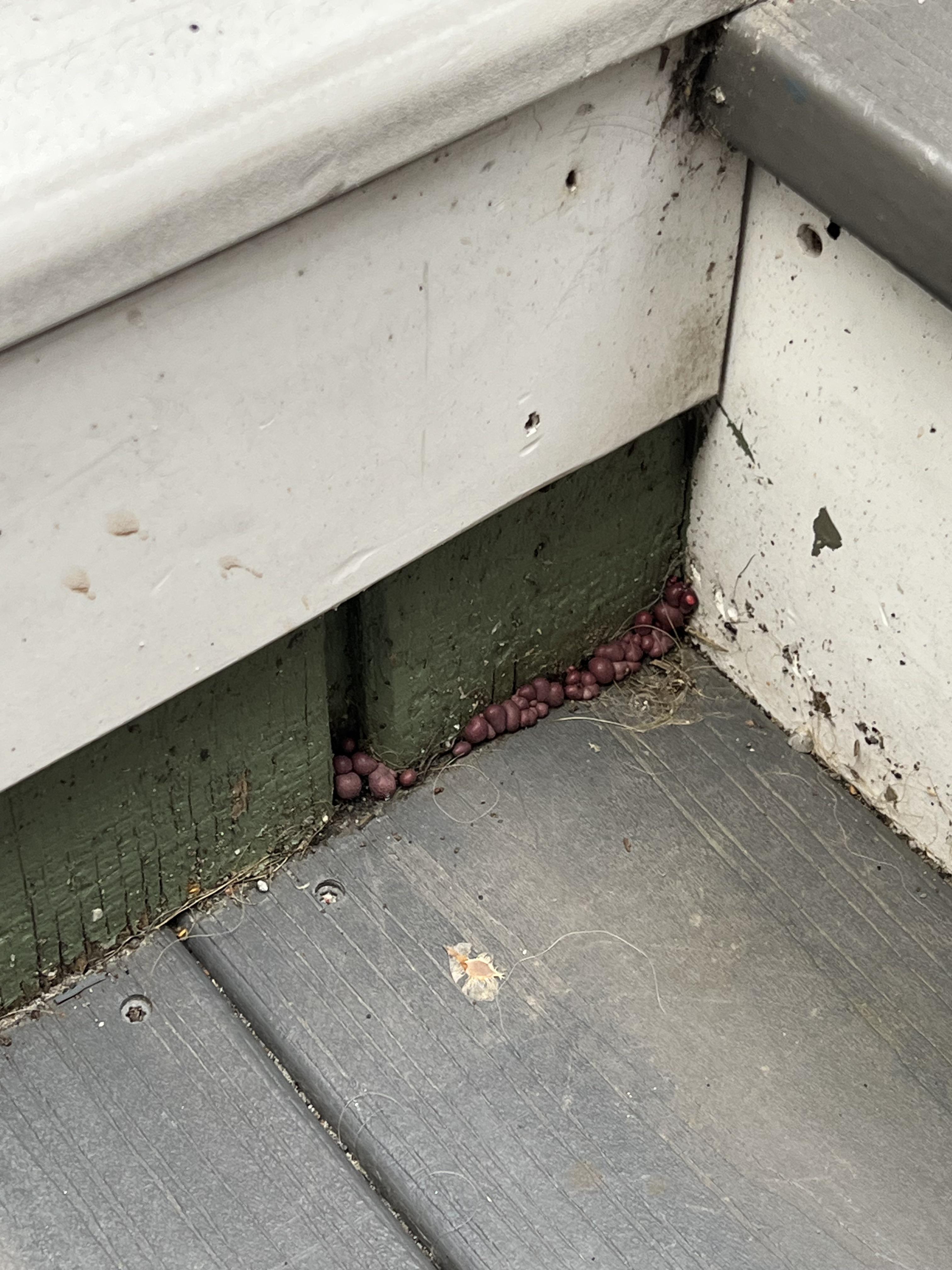 Discover more like Home: Pink Dots Growing On Wood Patio Wall? and Related Content | Scrolller