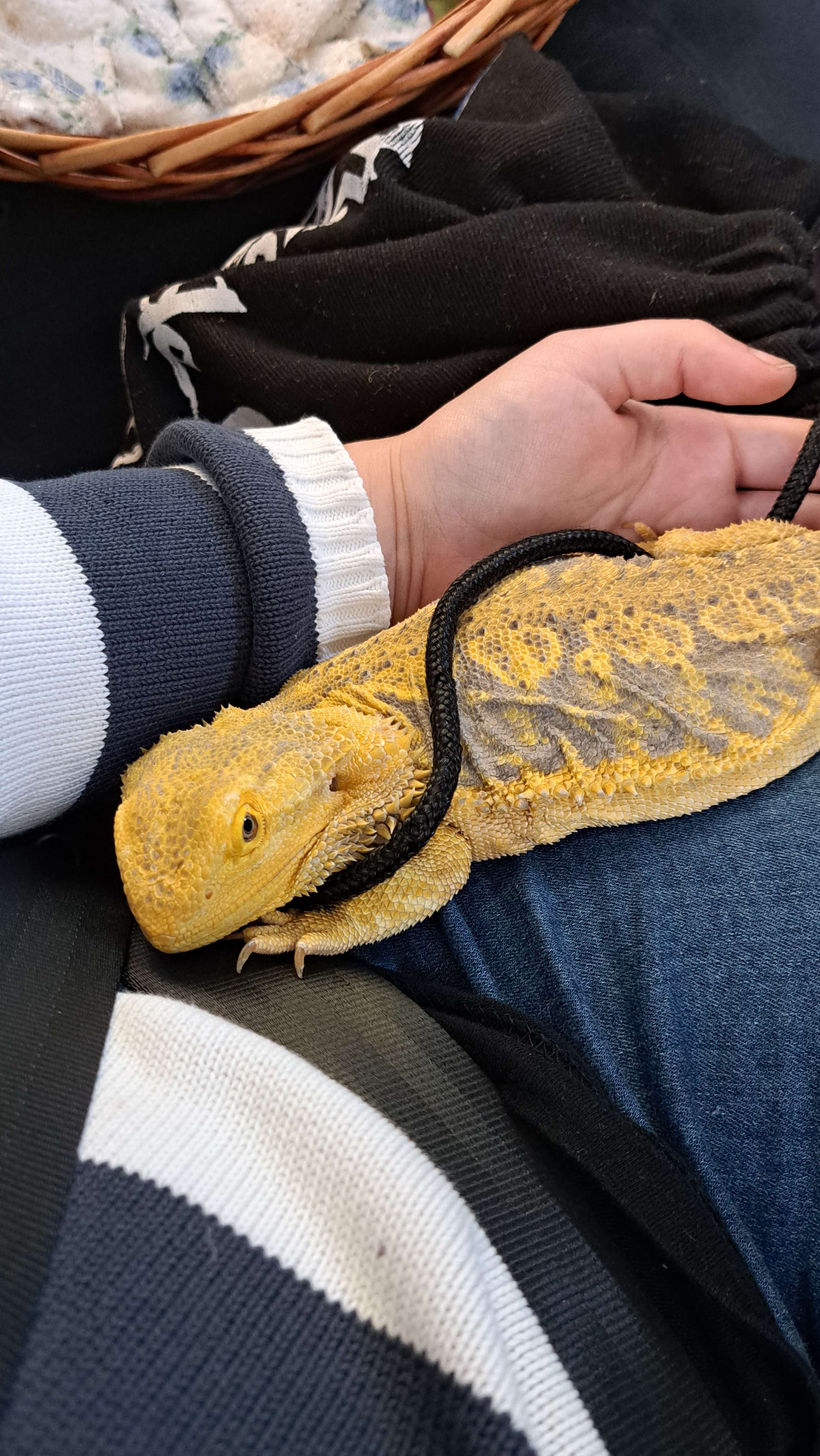 My dragons | Scrolller