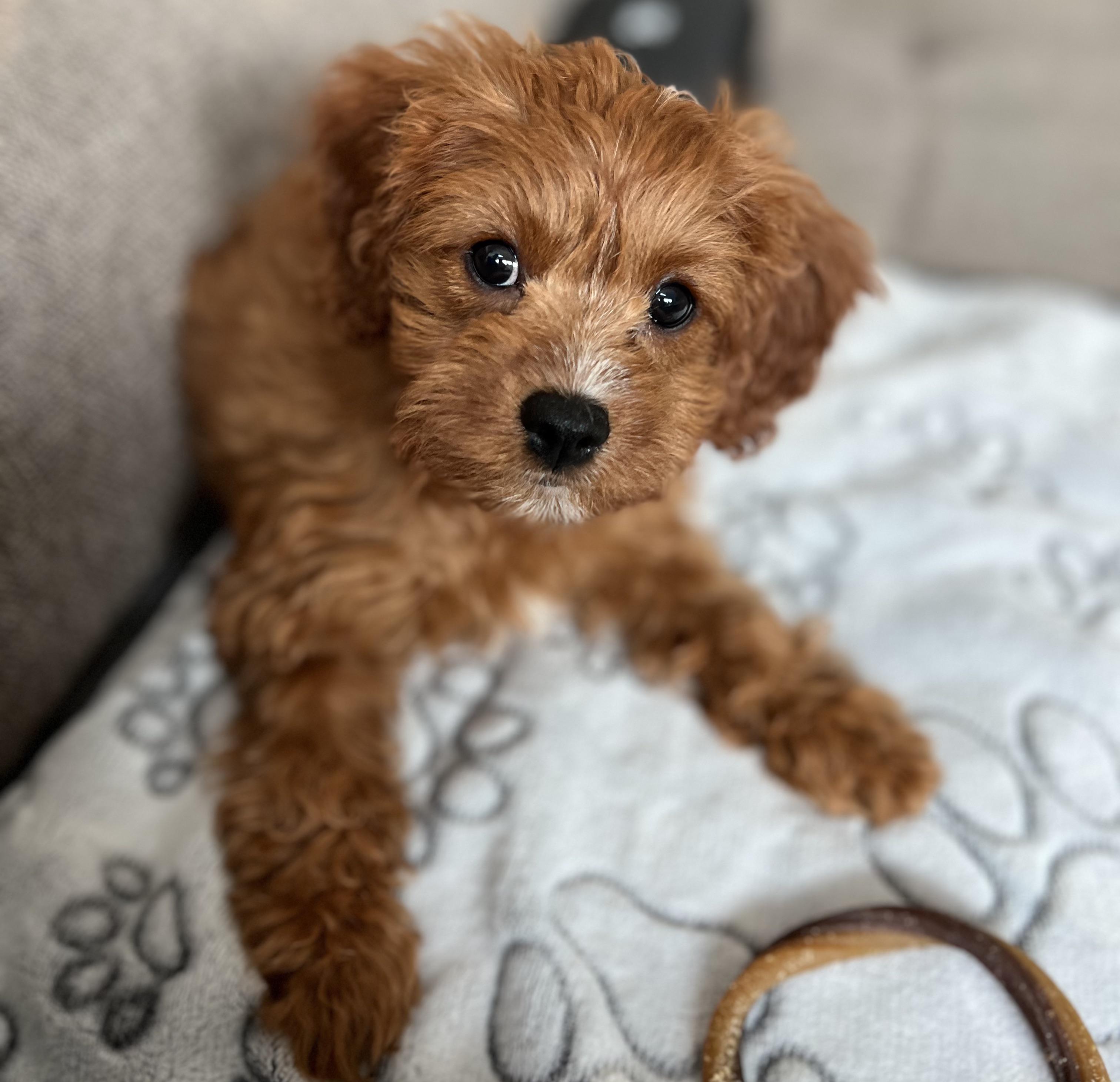 CavaPoo | Pictures | Scrolller