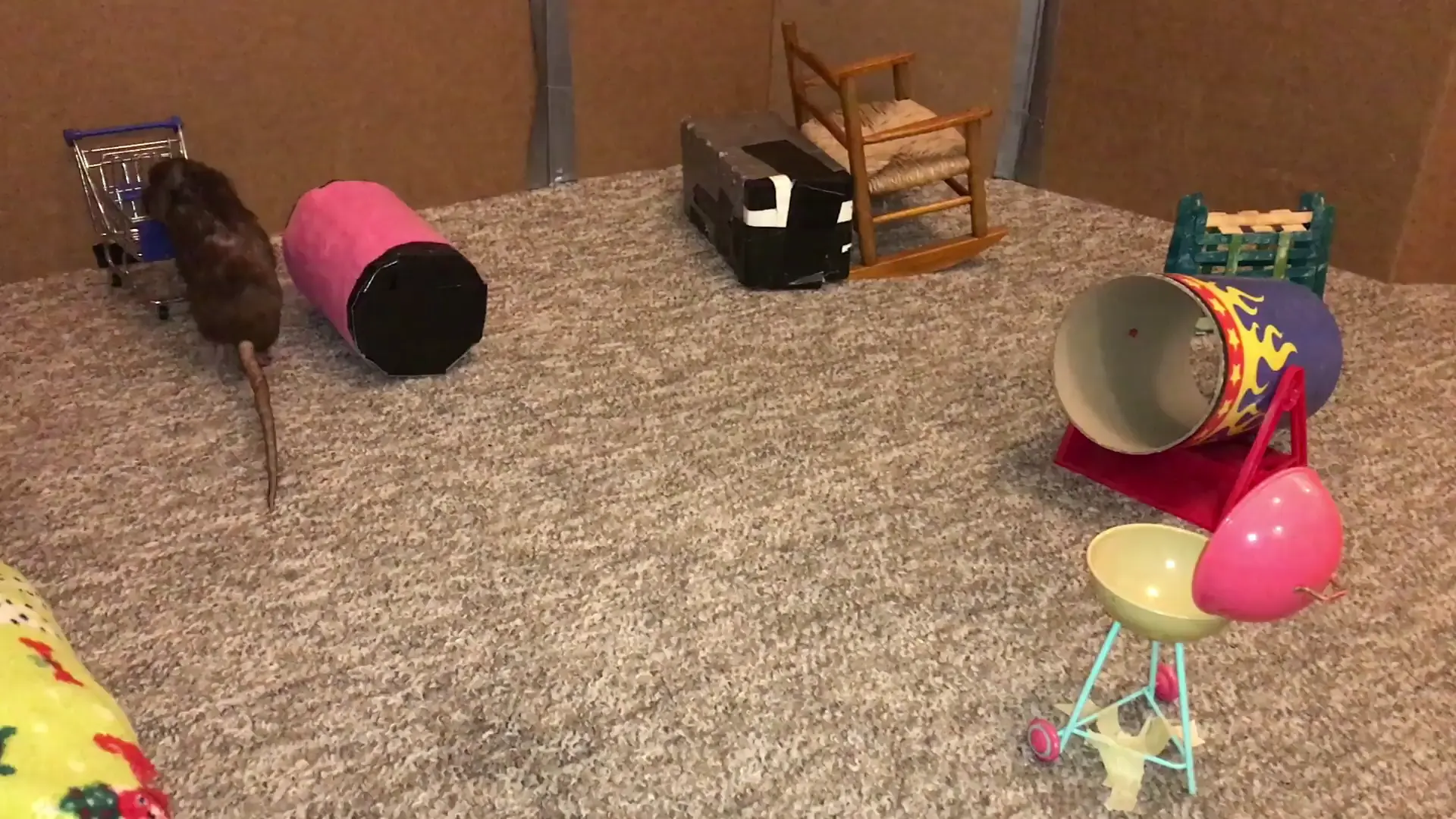My awesome pet rat Olive is learning a new agility course with barrel walking & a mini BBQ ...