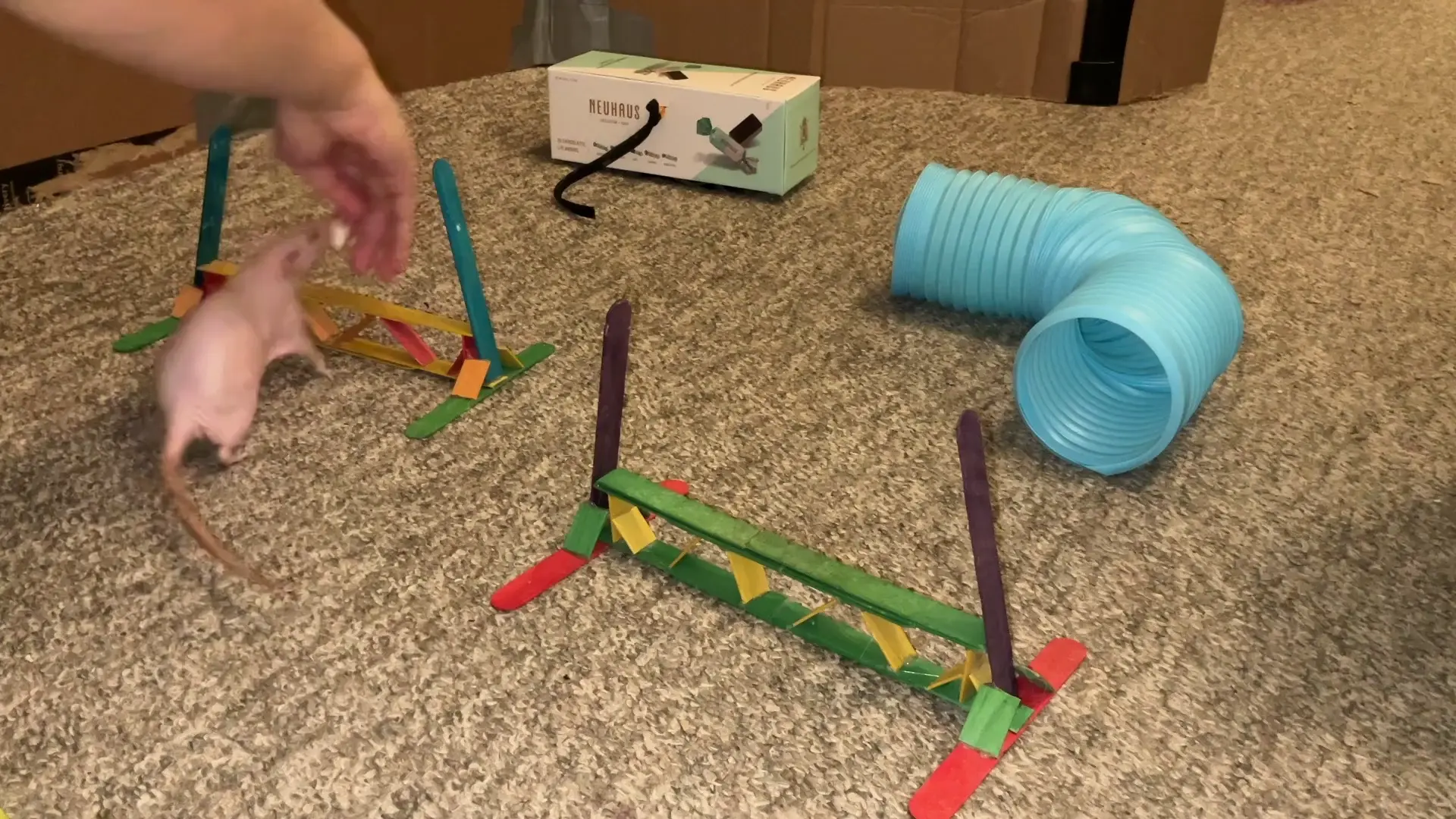 My awesome pet rat Tofu combining drawer fetch with agility! | Scrolller