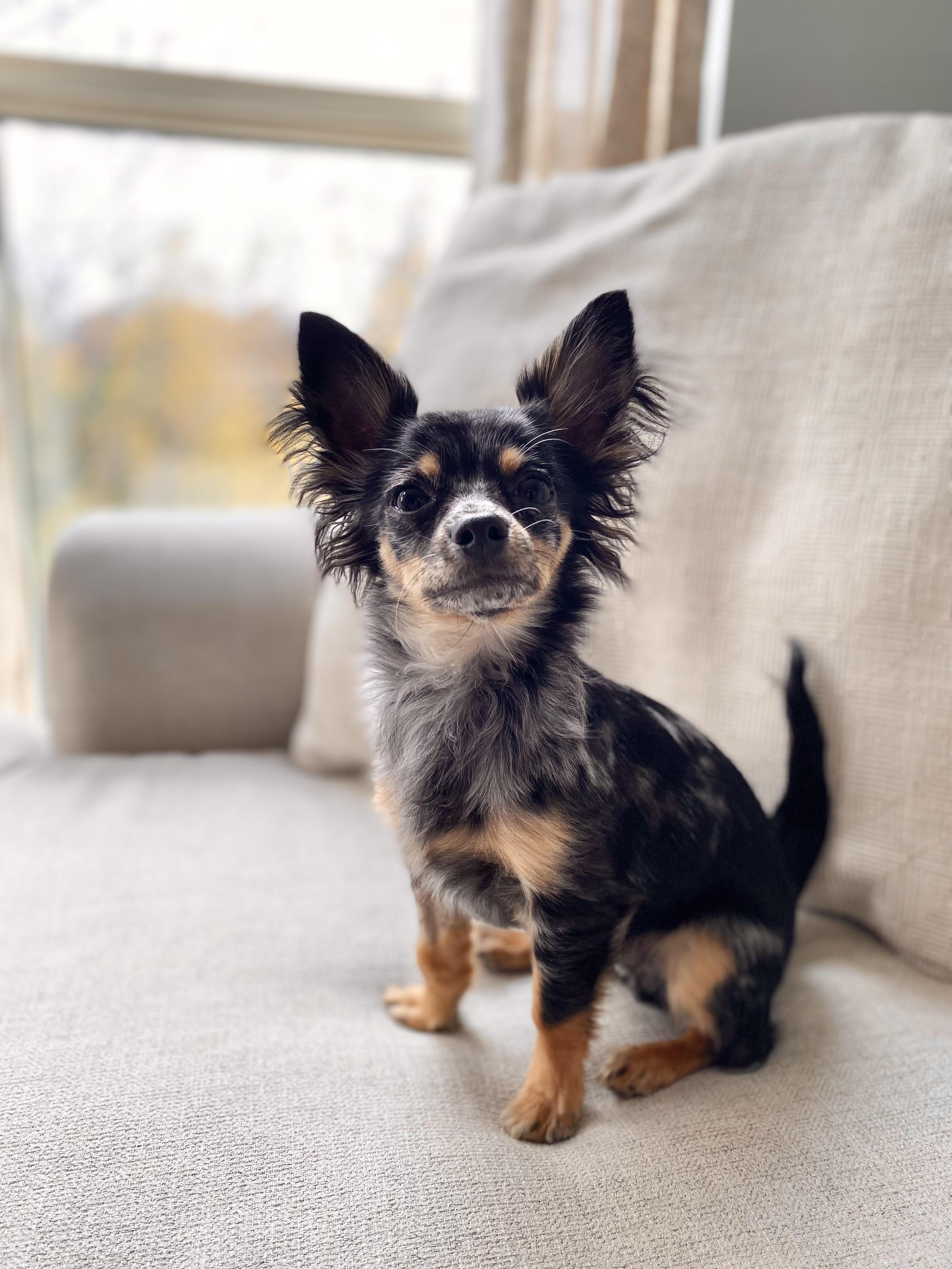 My Bluey - almost 7 months old | Scrolller