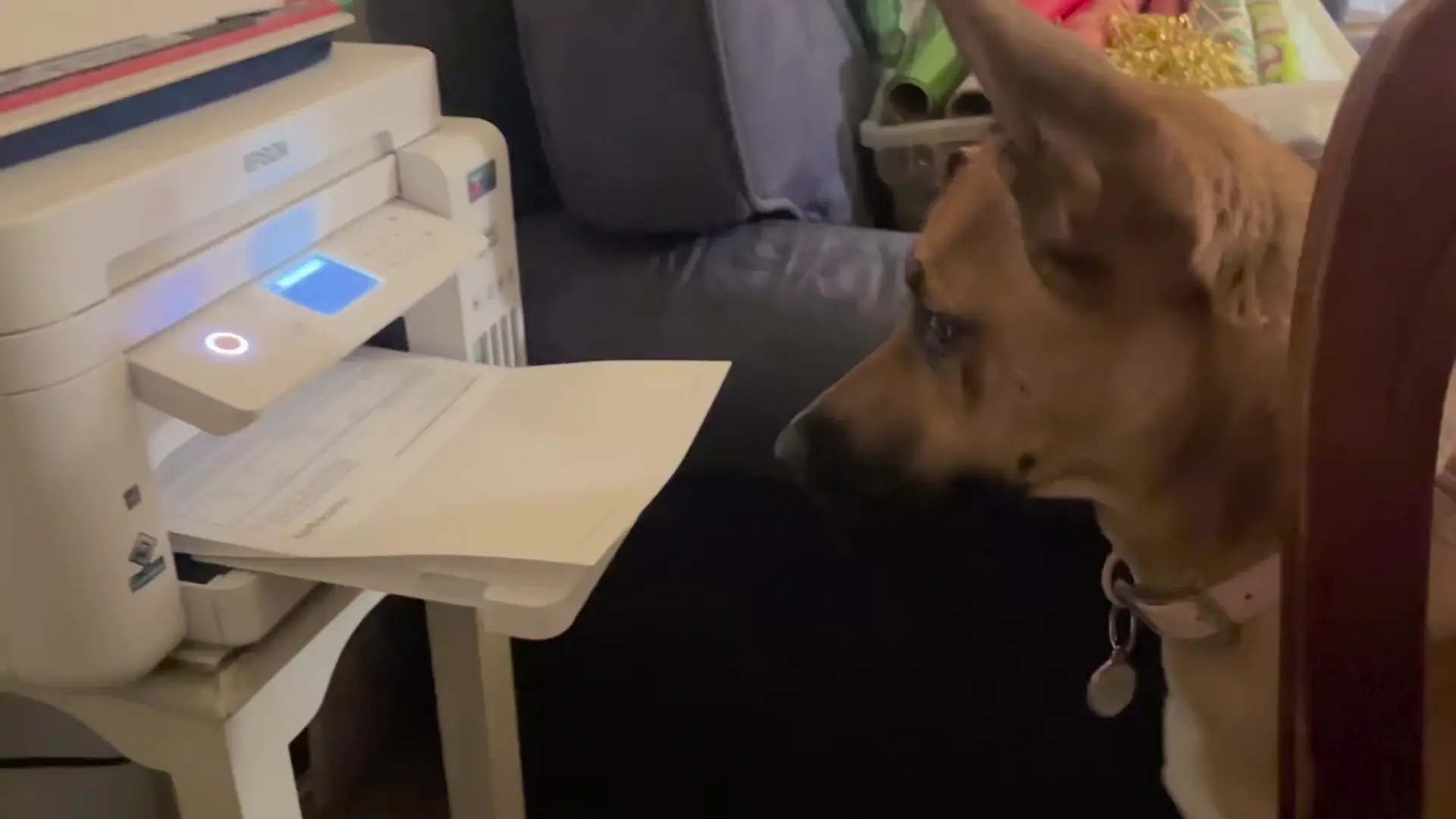 My “brave” GSD pup discovered the printer | Scrolller