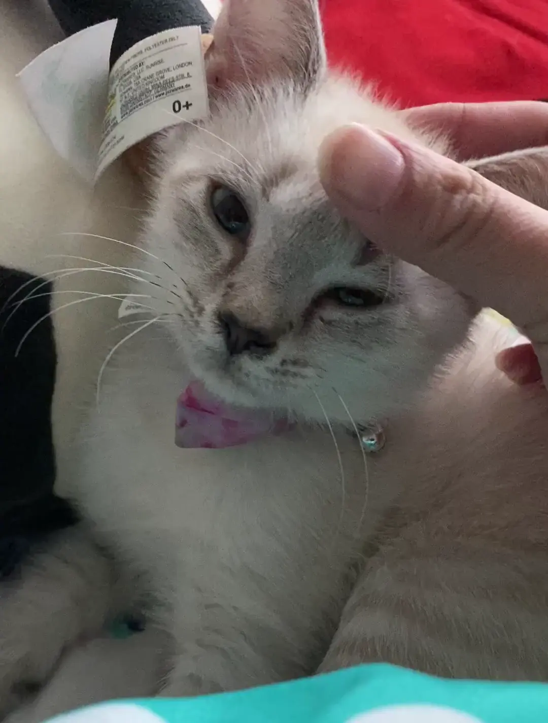 My brother’s sleepy baby Nala | Scrolller