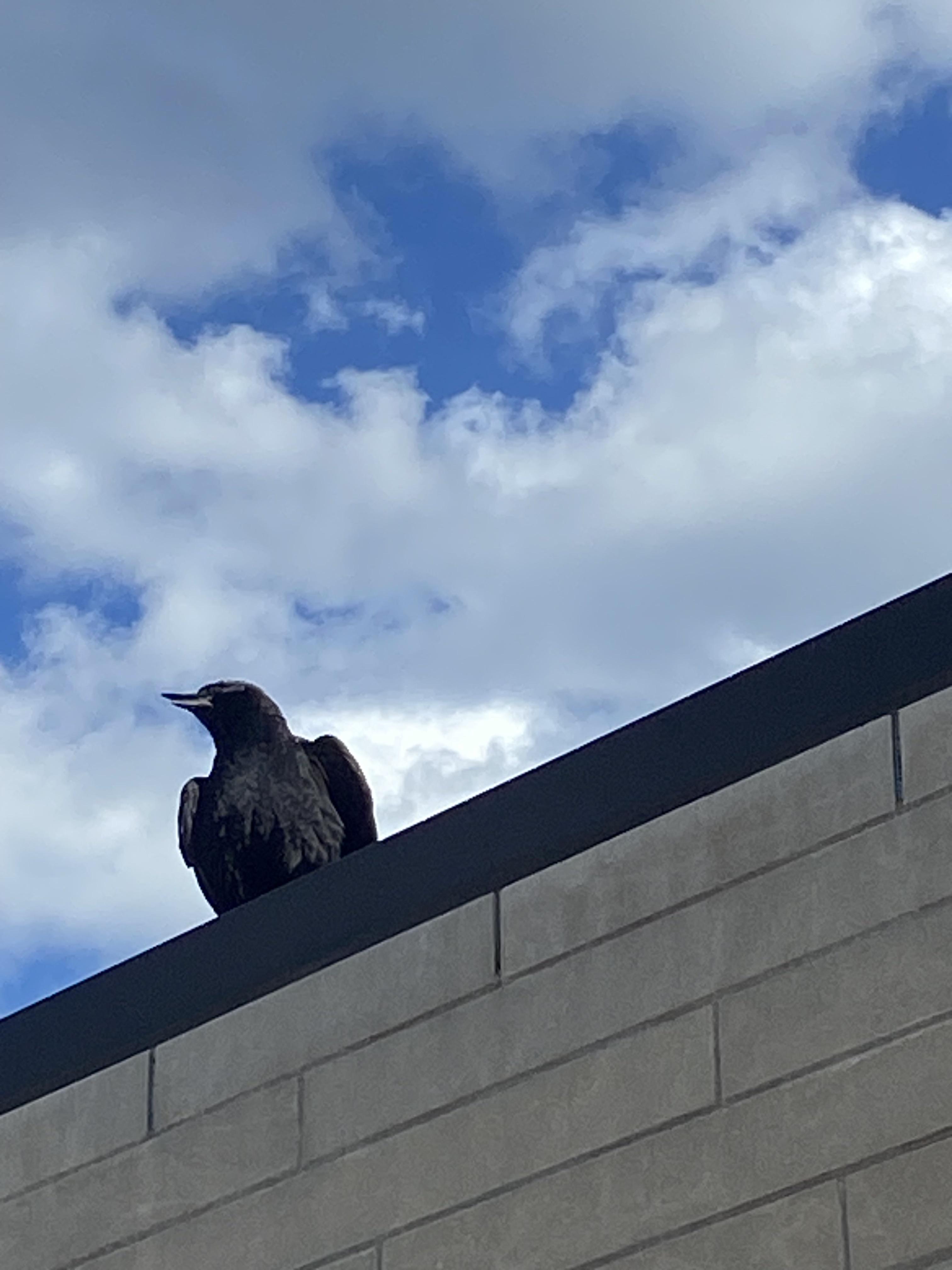 My buddy, “Cornbread” the crow | Scrolller