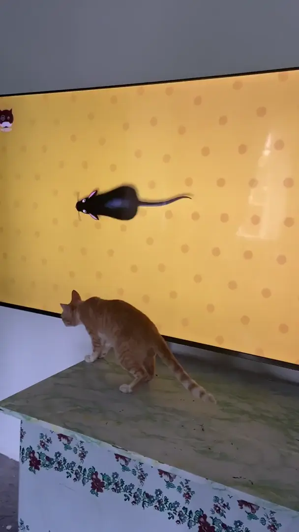 My cat got mobbed | Scrolller