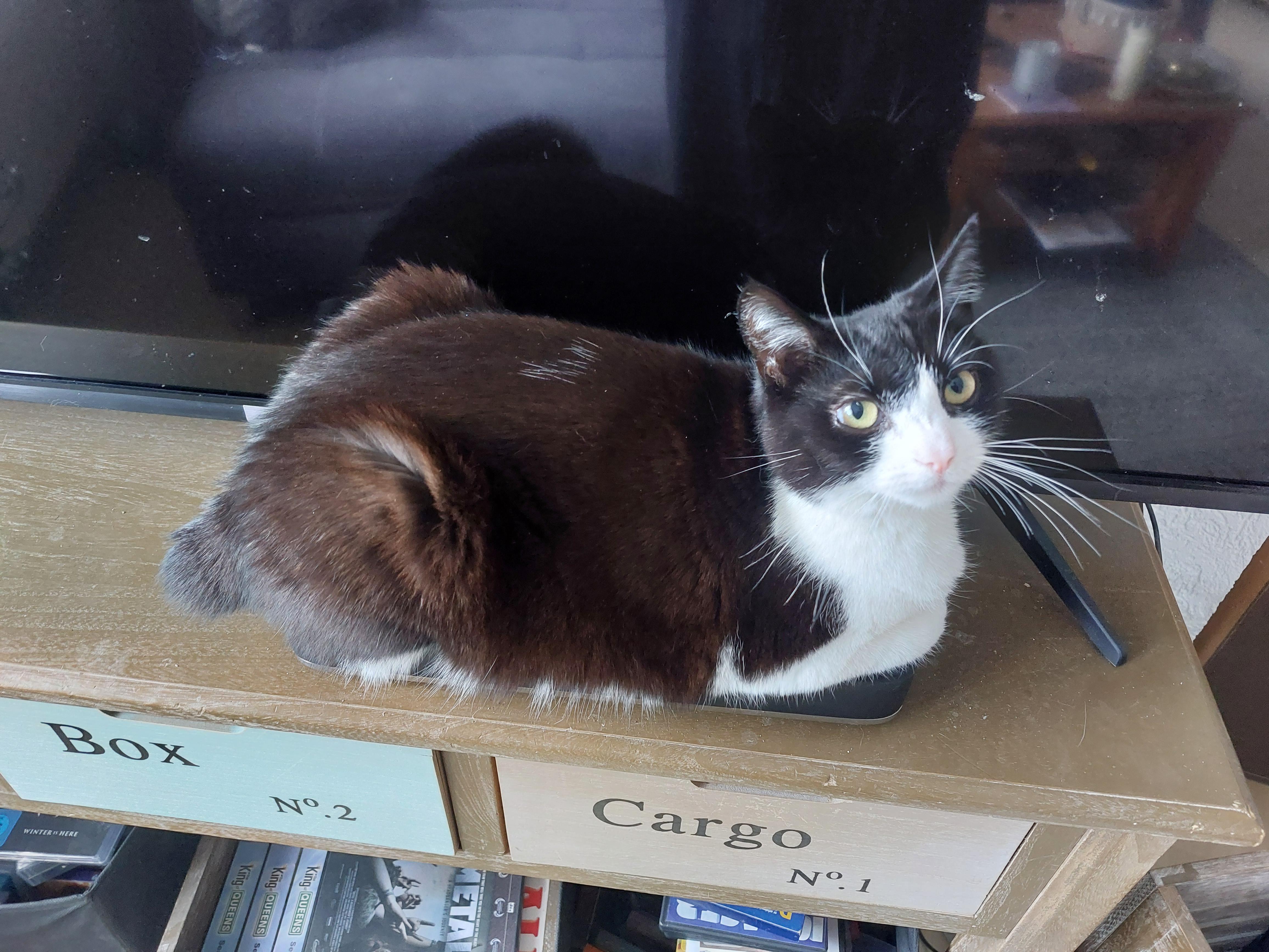 My cat loafing | Scrolller