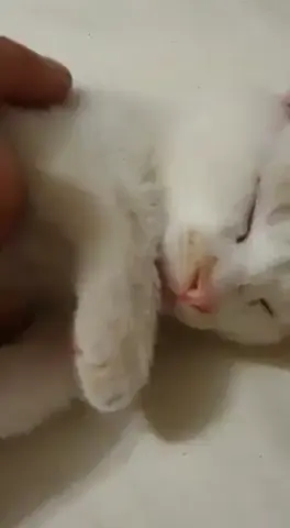 My cat when he was still a kitten | Scrolller