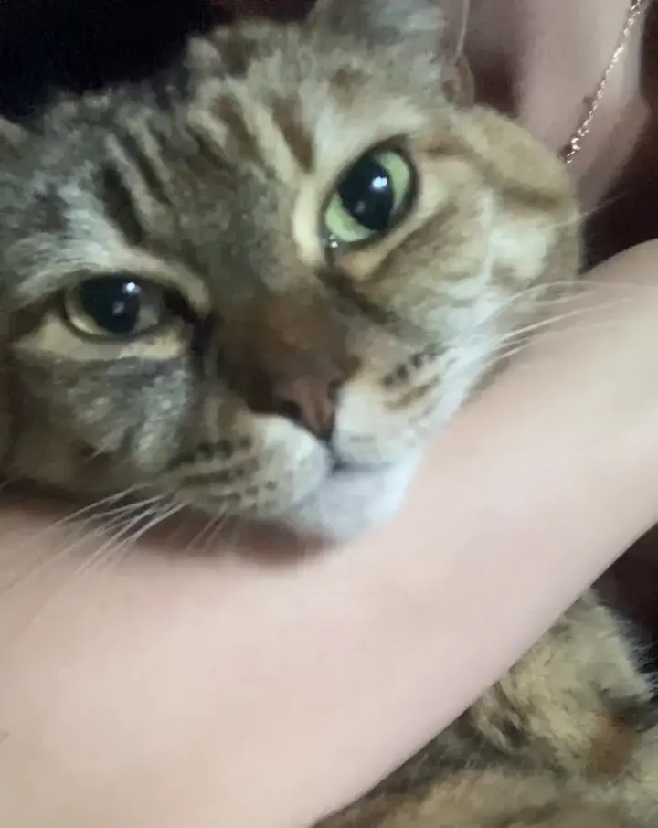 My Chuchu kitty | Scrolller