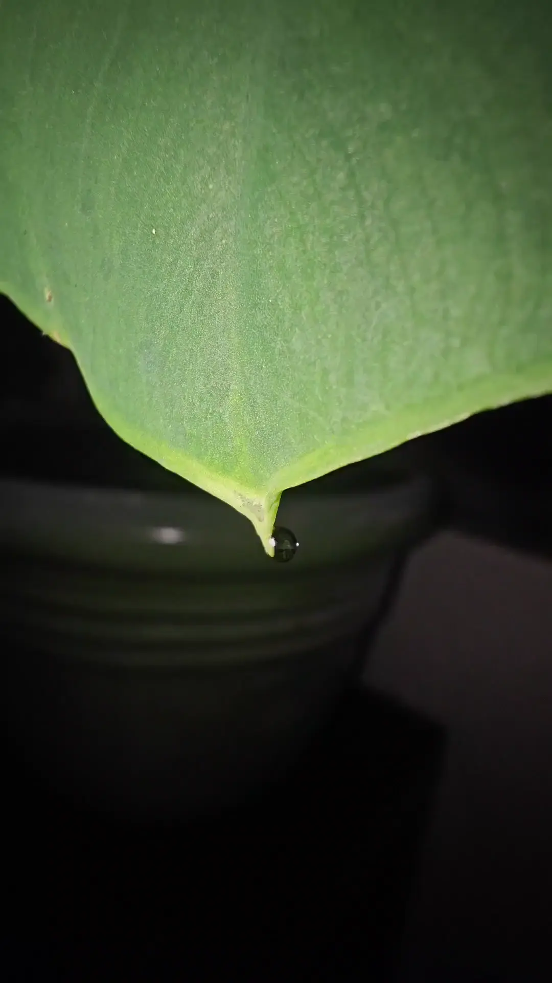My Colocasia is peeing nonstop. How to potty train it? (Video sped up by x10.) | Scrolller
