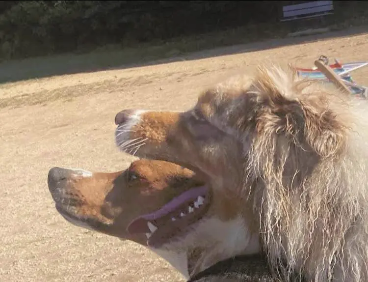 My dog being swallowed whole | Scrolller