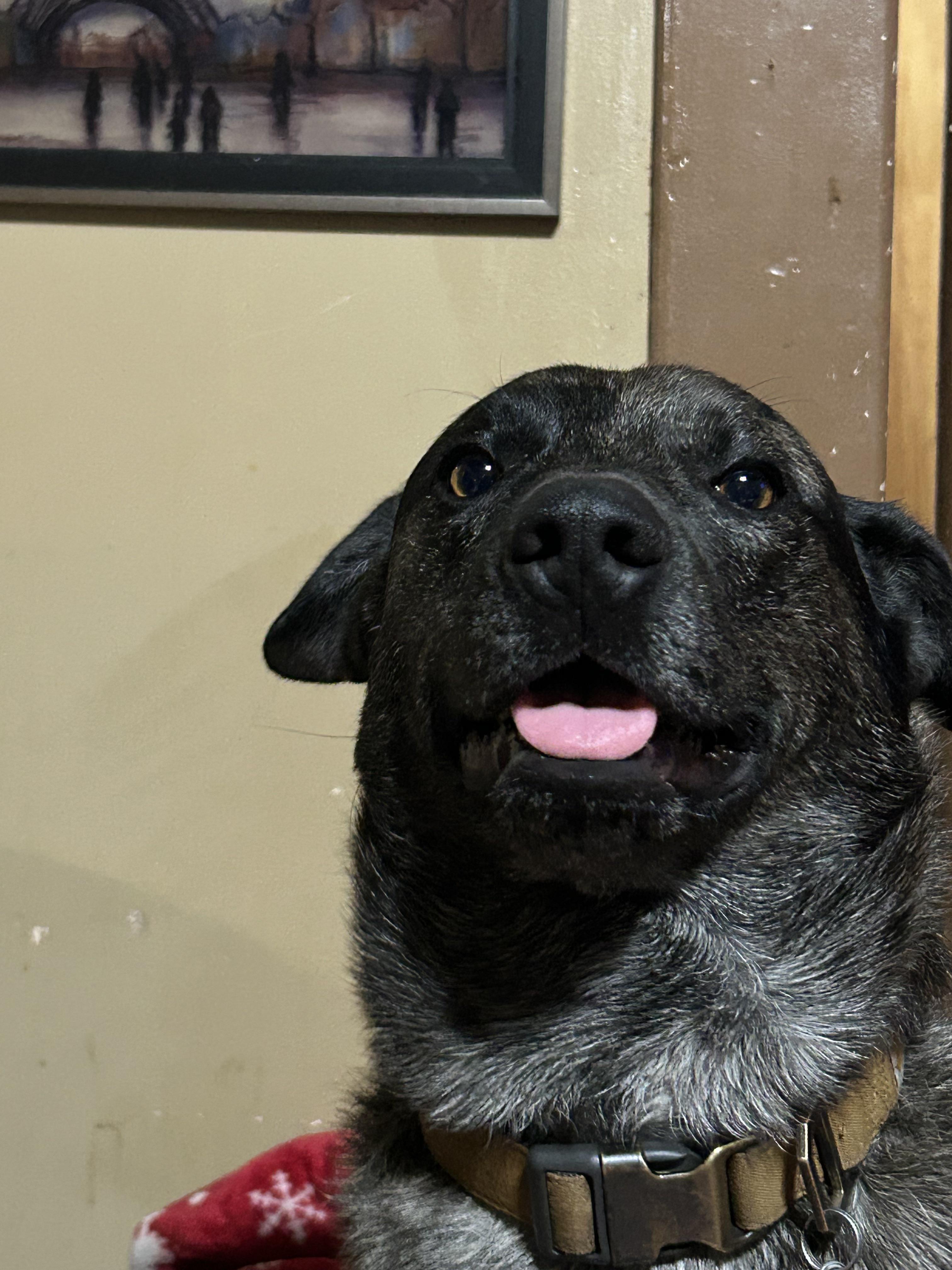 My dogs derpy face. | Scrolller