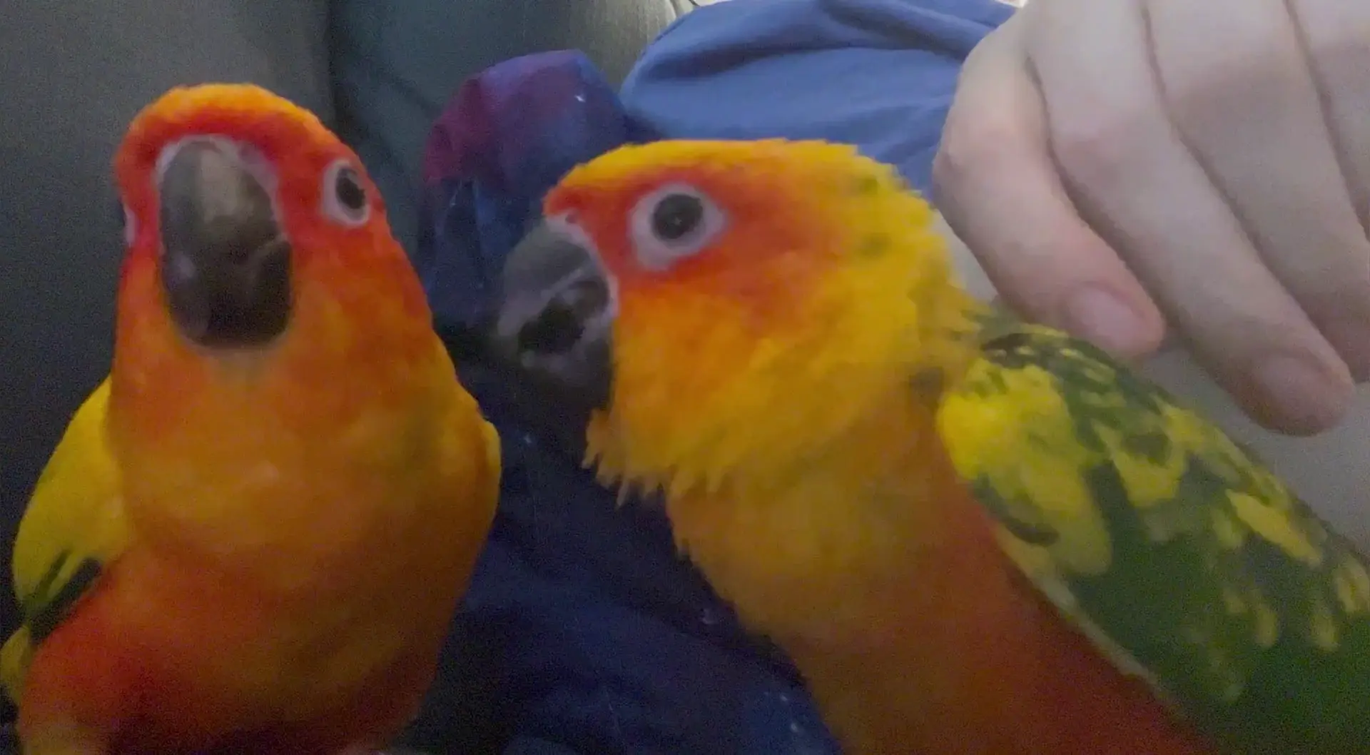 Discover more like PartyParrot: My favorite vid of my sun conures. They share 1 brain cell 😂 and ...