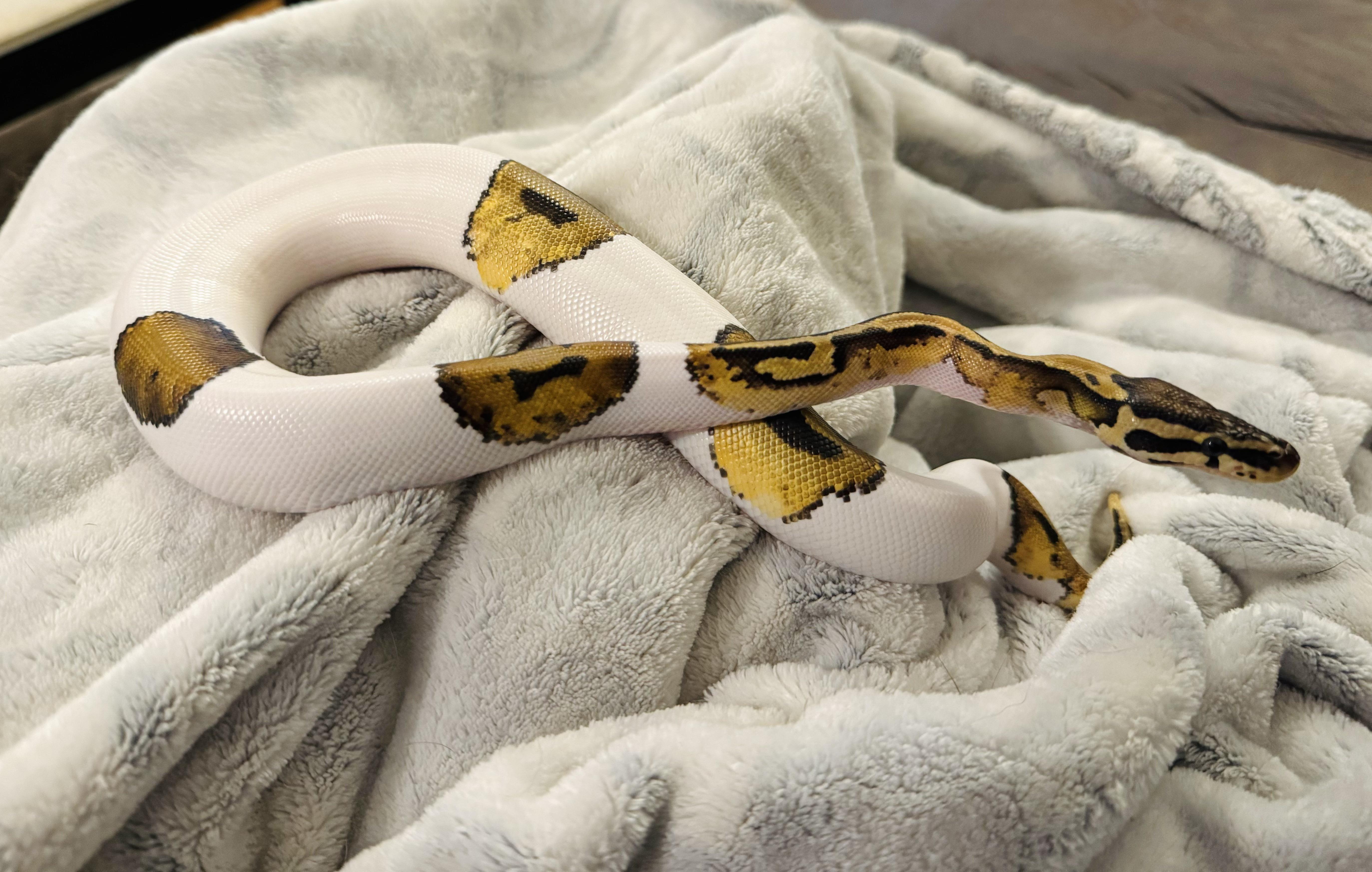 My first ball python | Scrolller