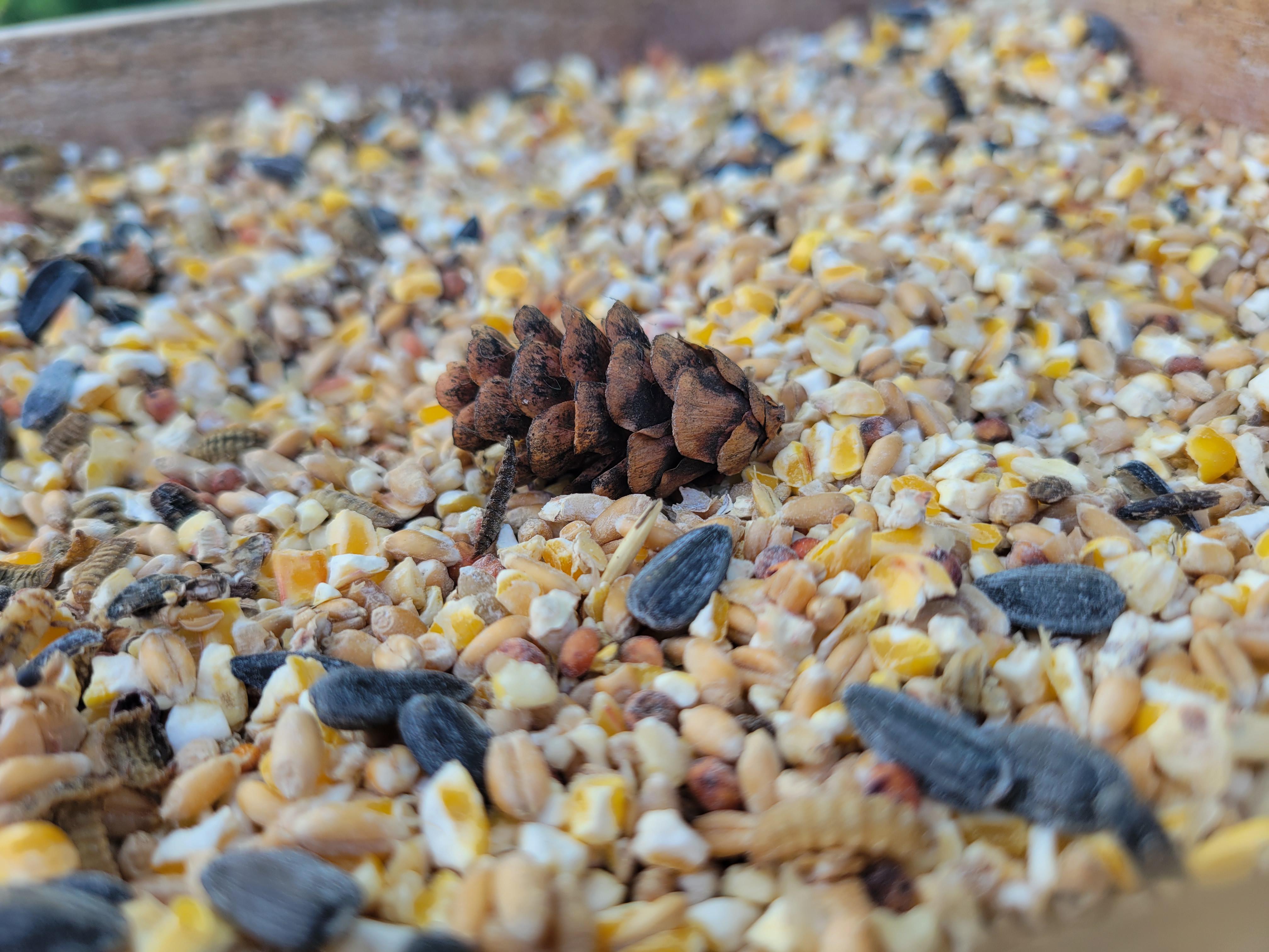 My first crow gift! | Scrolller