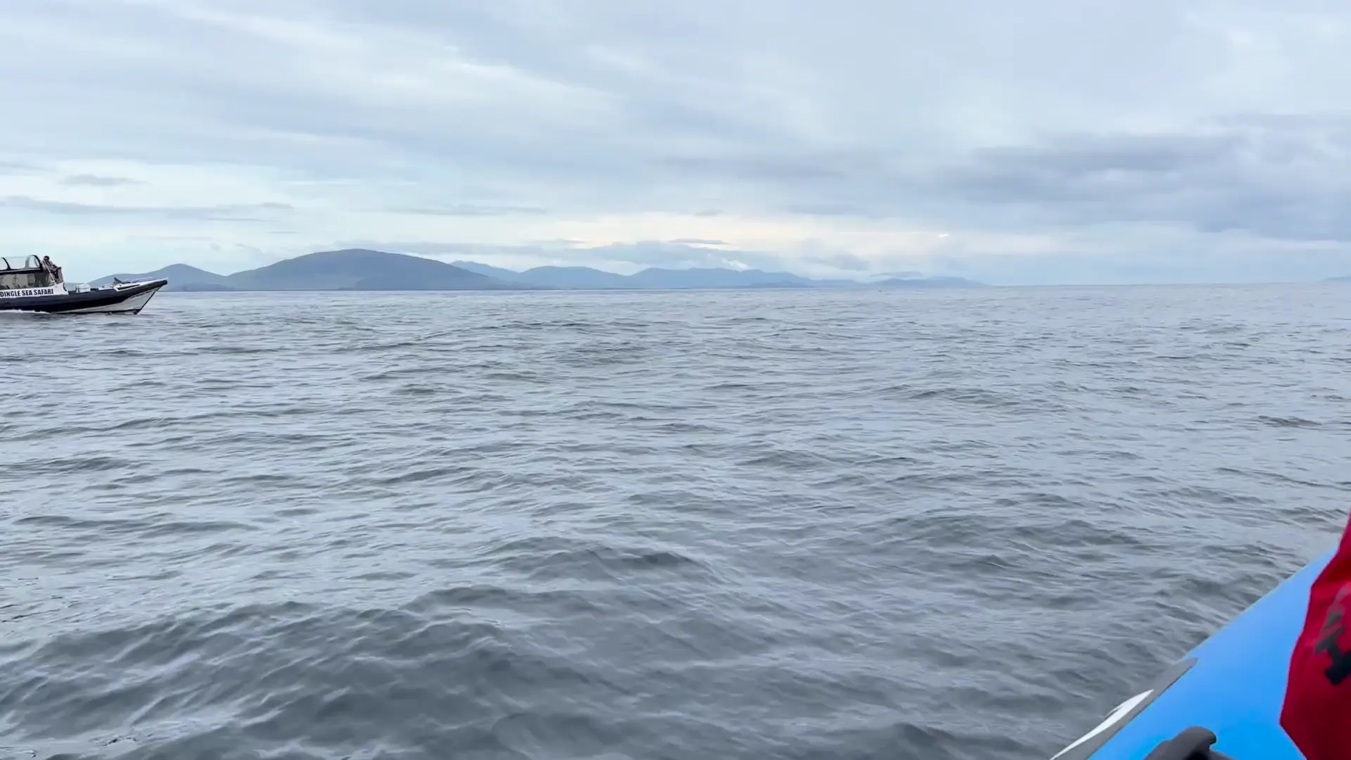 My First Wild Sighting | Scrolller