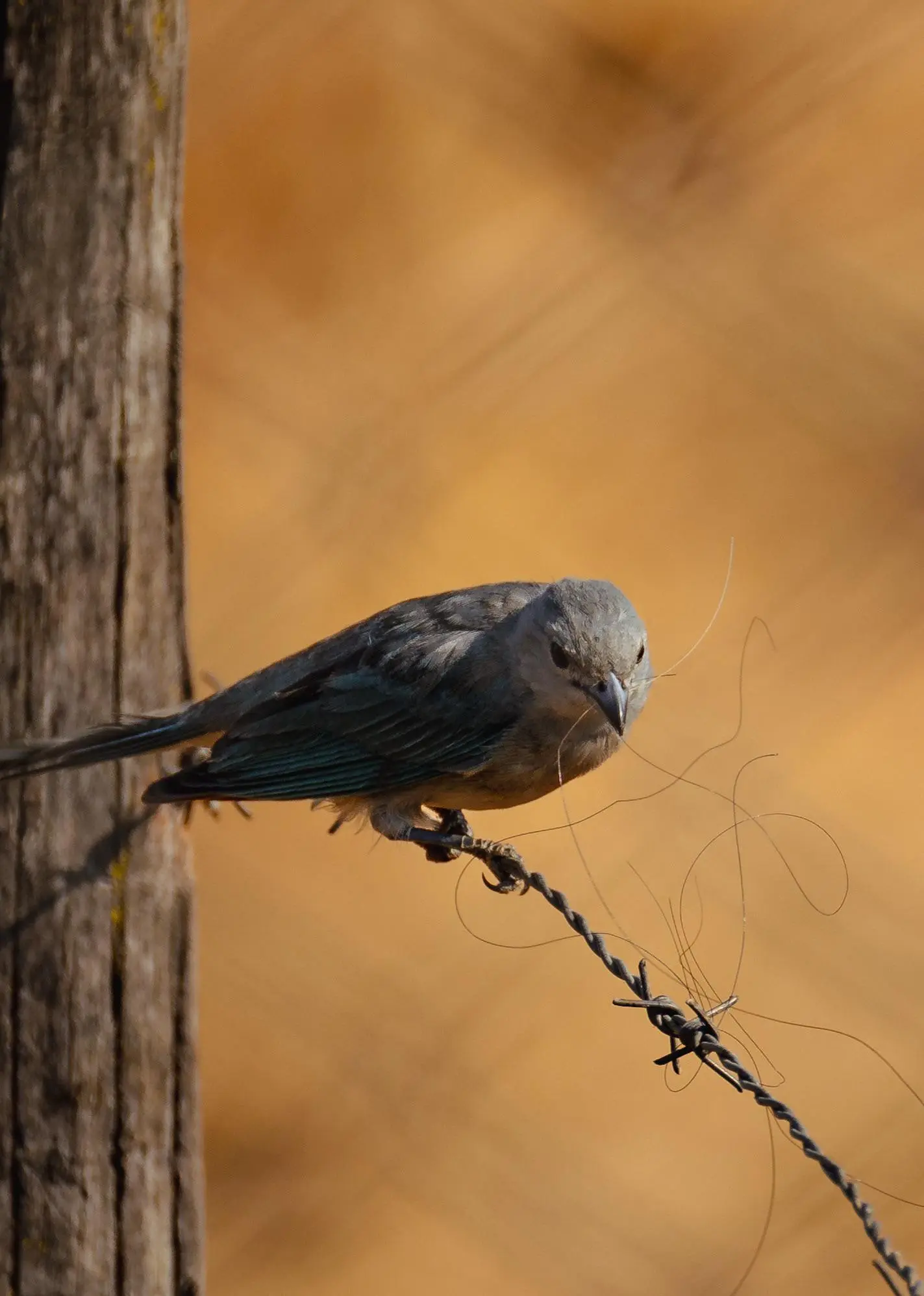 My First wildlife photo | Scrolller