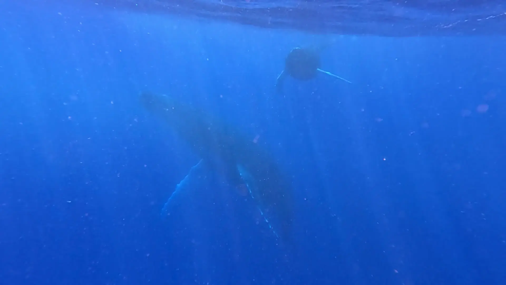 My GoPro video of a juvenile humpback with its mother in Mo’orea. Such a surreal experience ...