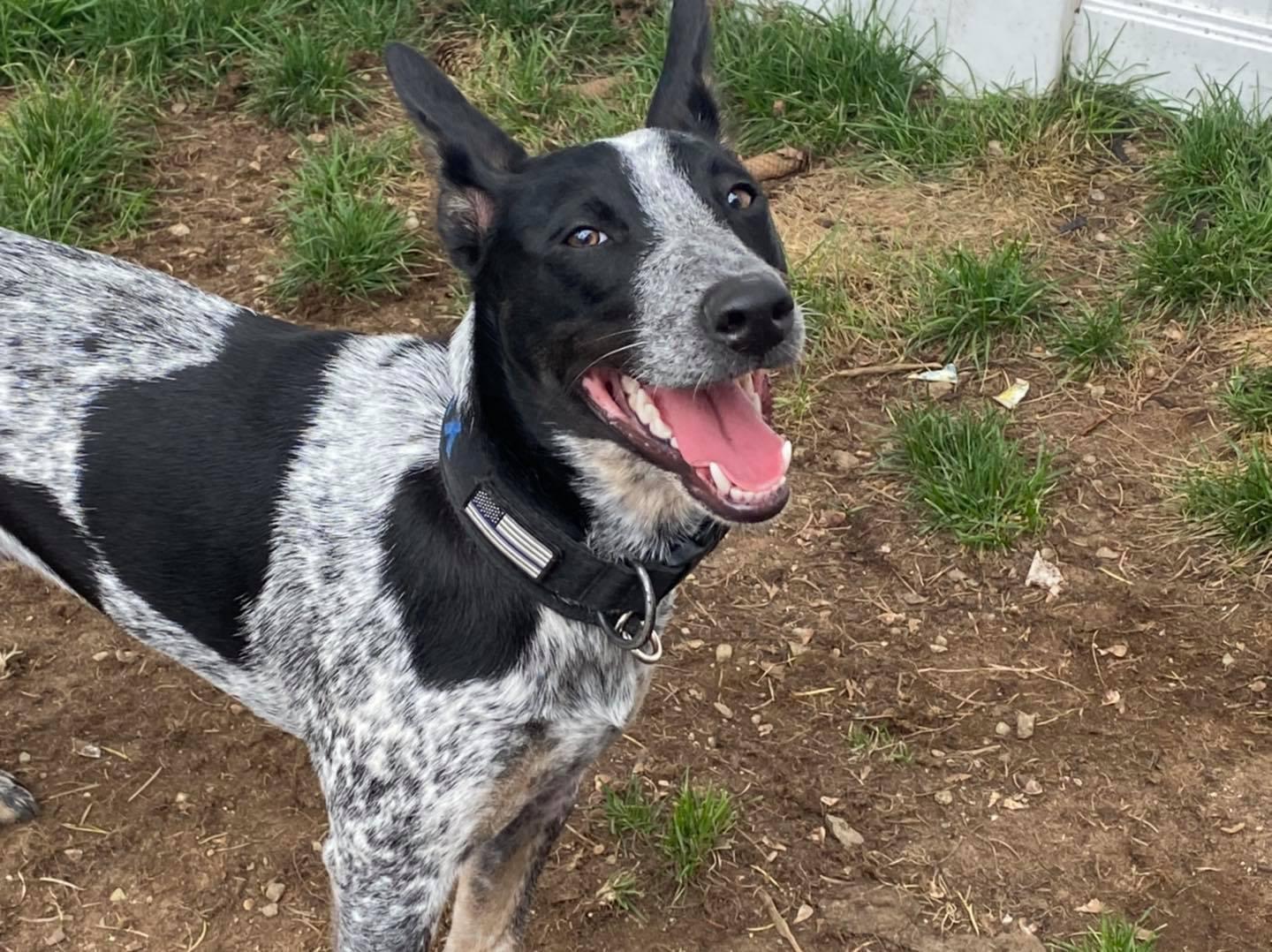 My happy boy Jax | Scrolller