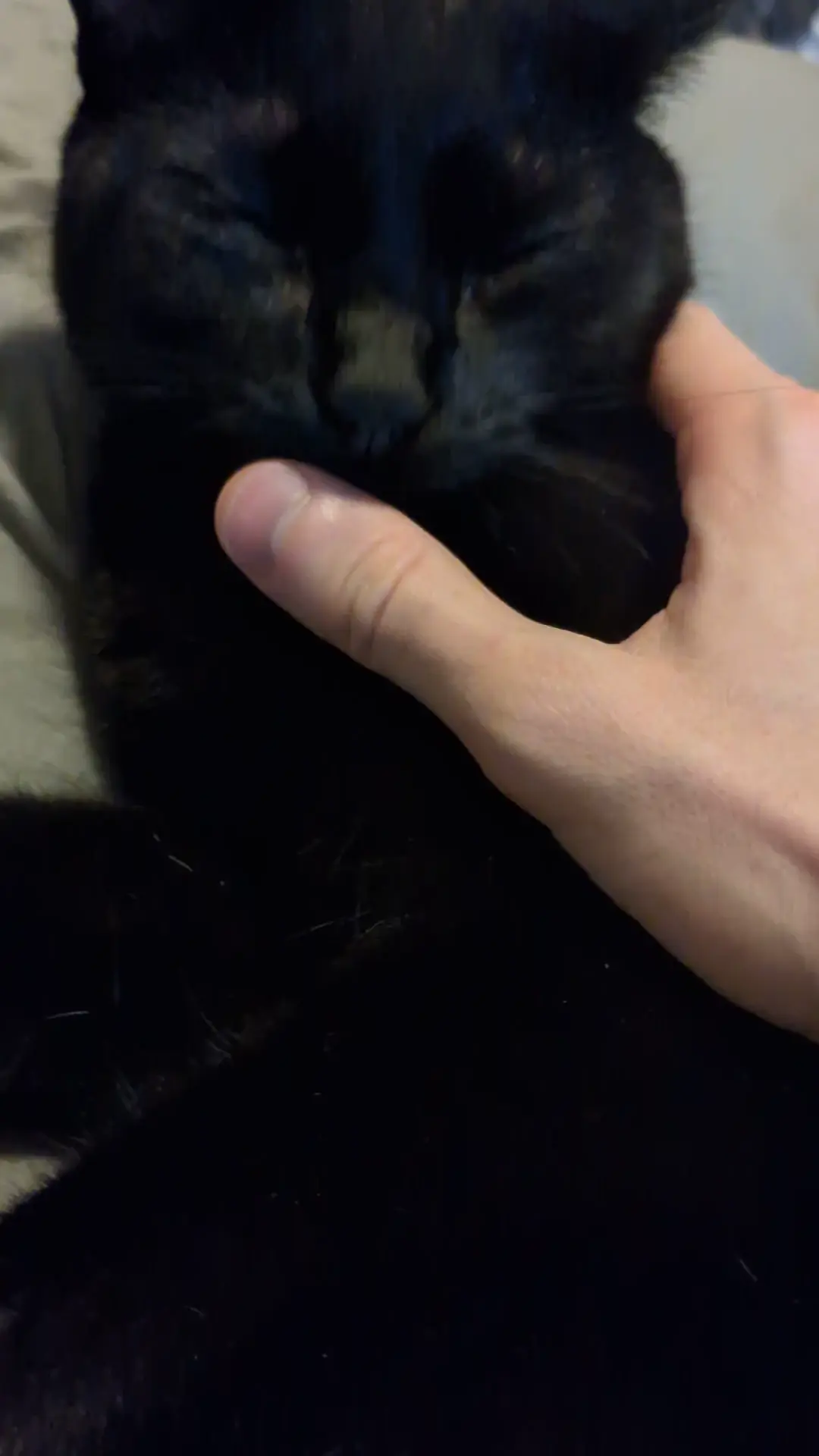 Discover more like VoidCats: My little baby needed some extra love today ♥️ and Related Content ...