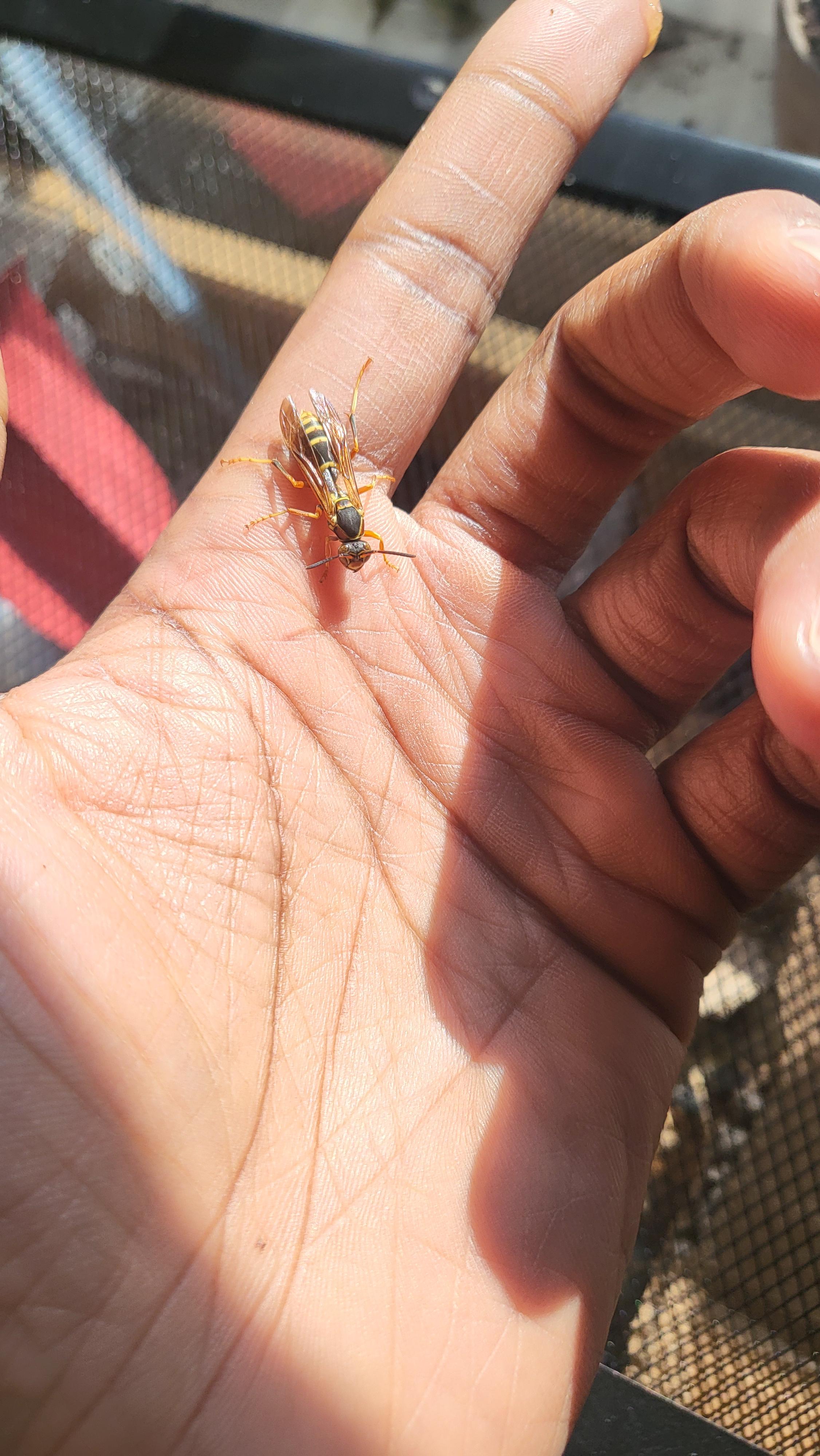 Discover more like WASPs: My little buddy and Related Content | Scrolller