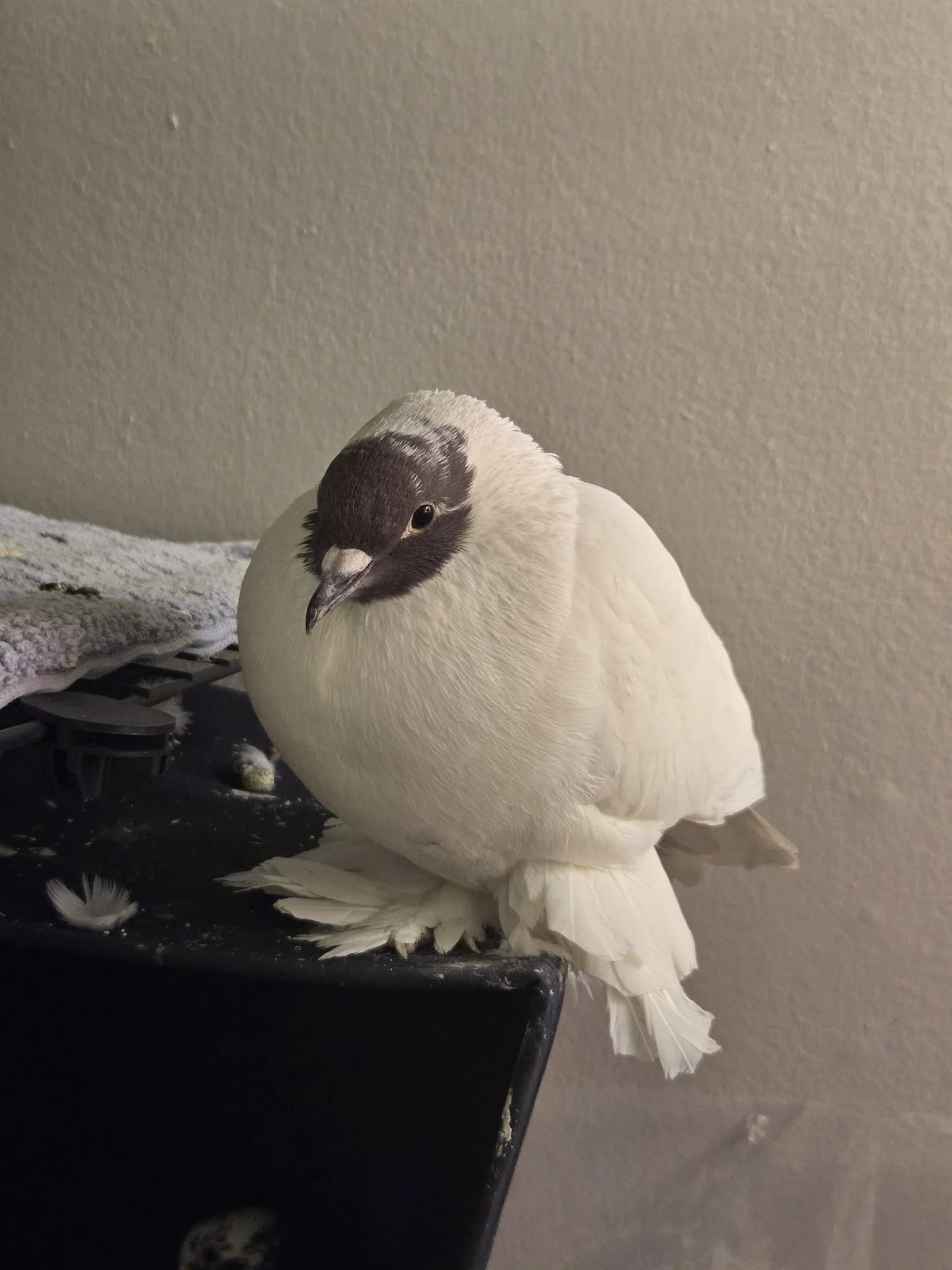 My little feathered friend, just chilling. | Scrolller