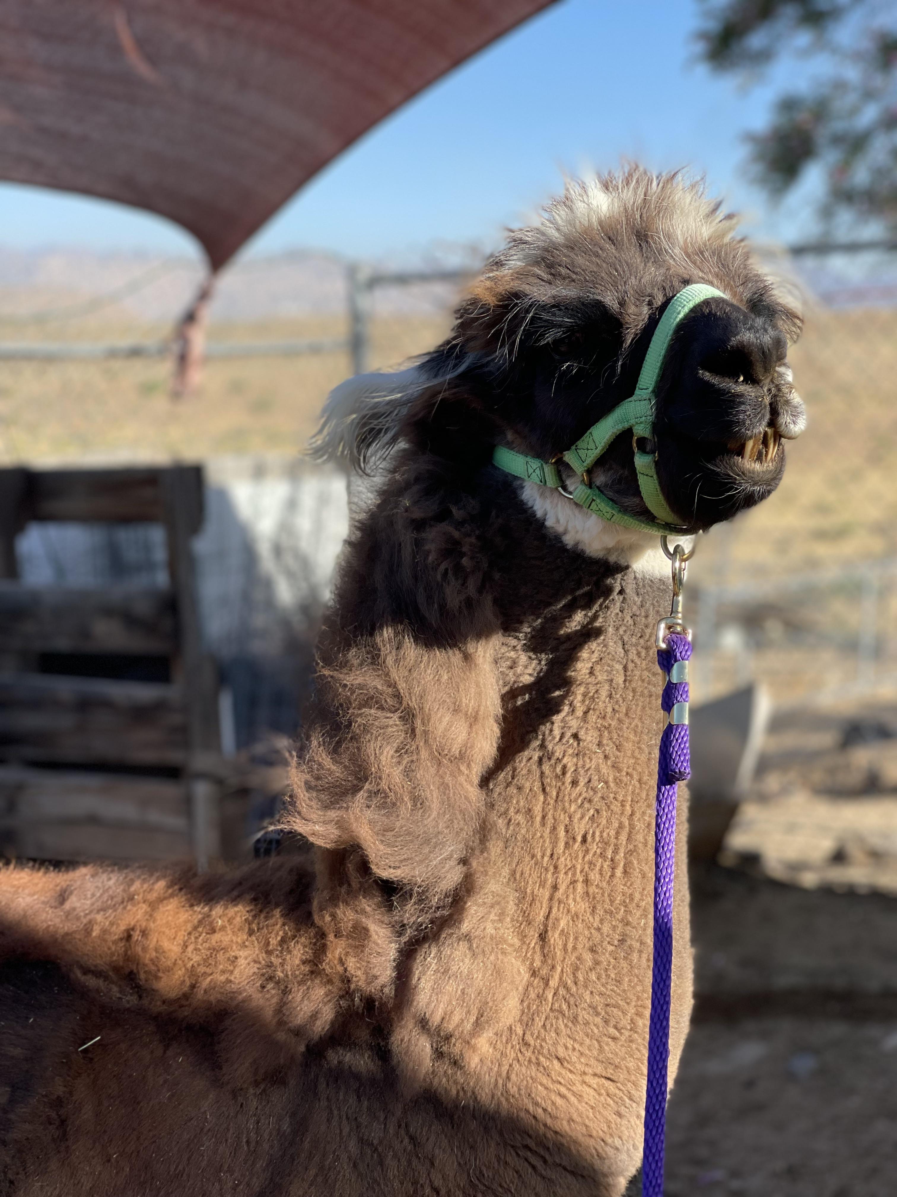 My llama | Scrolller