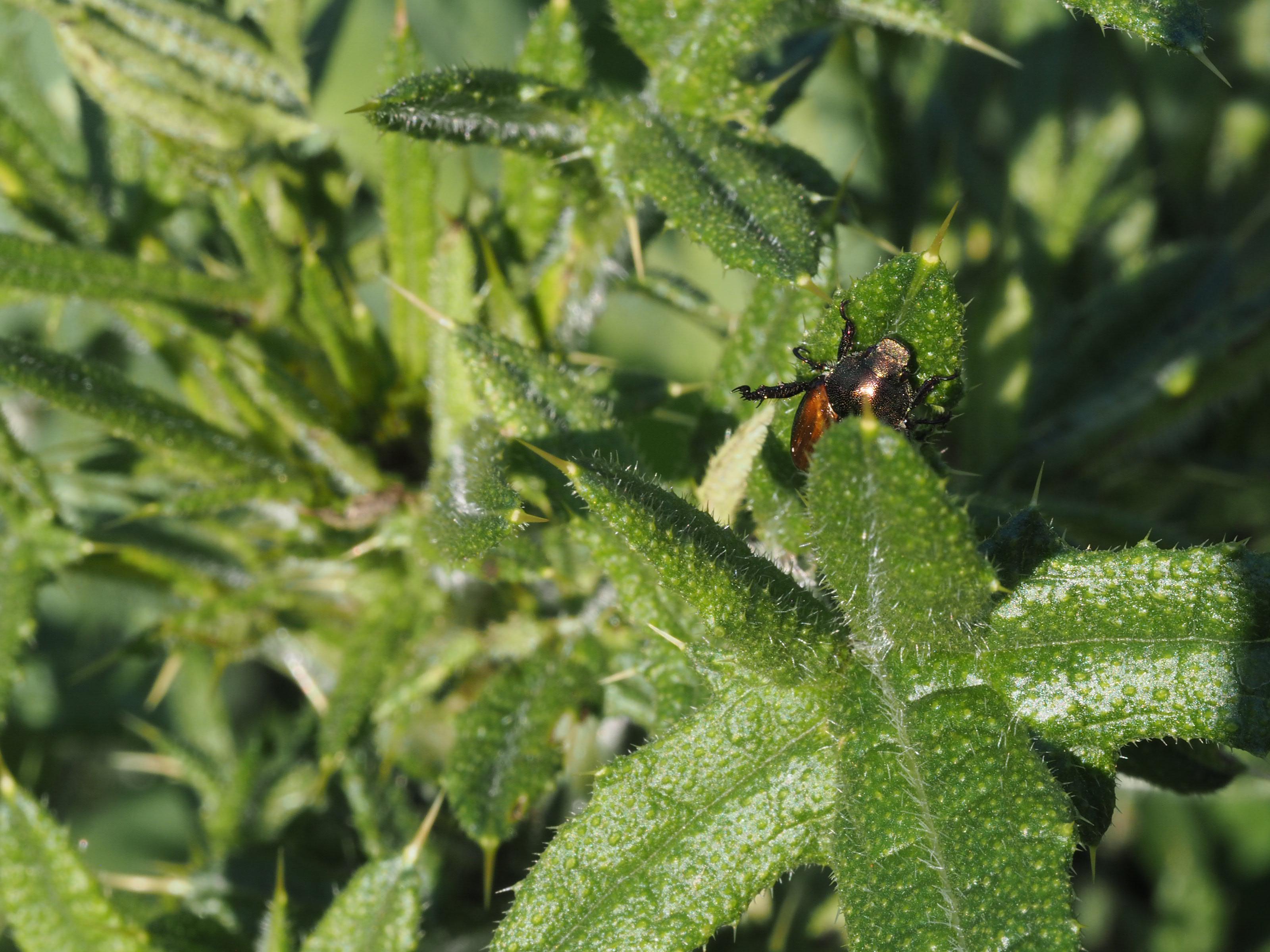 Discover more like M43: My nemesis and Related Content | Scrolller