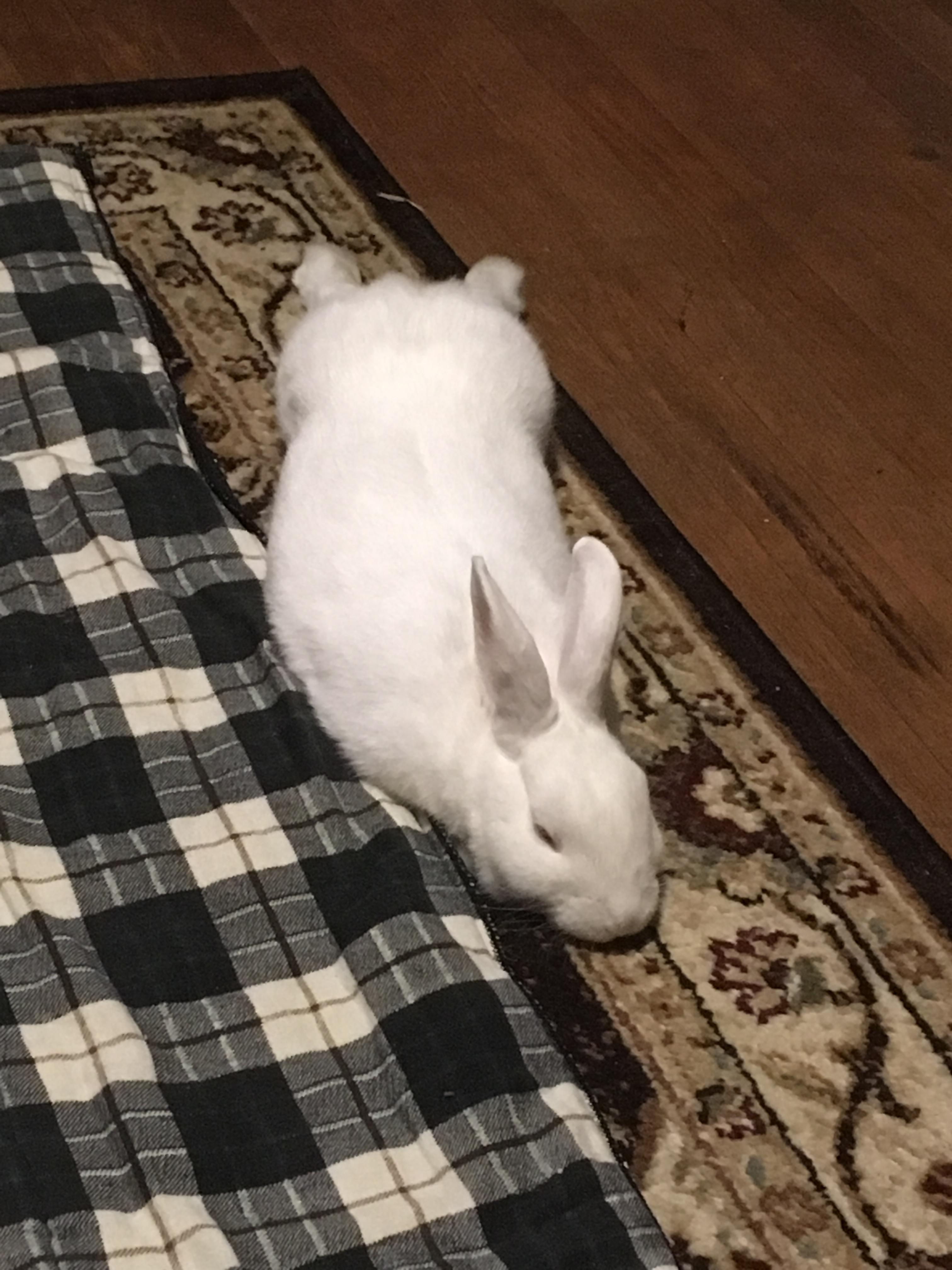 My noodle boi Bunjamin | Scrolller