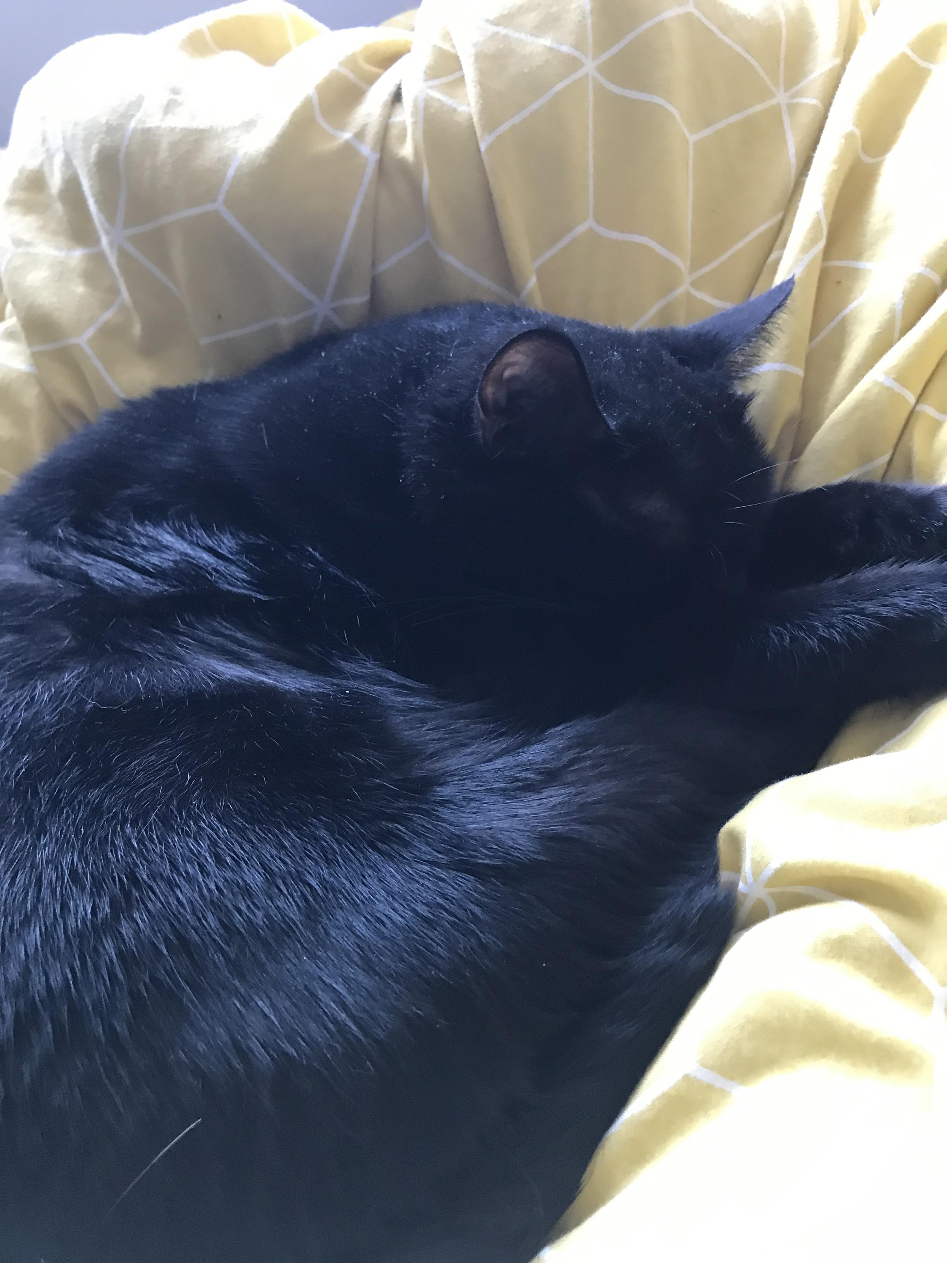 My perfect little void luna | Scrolller