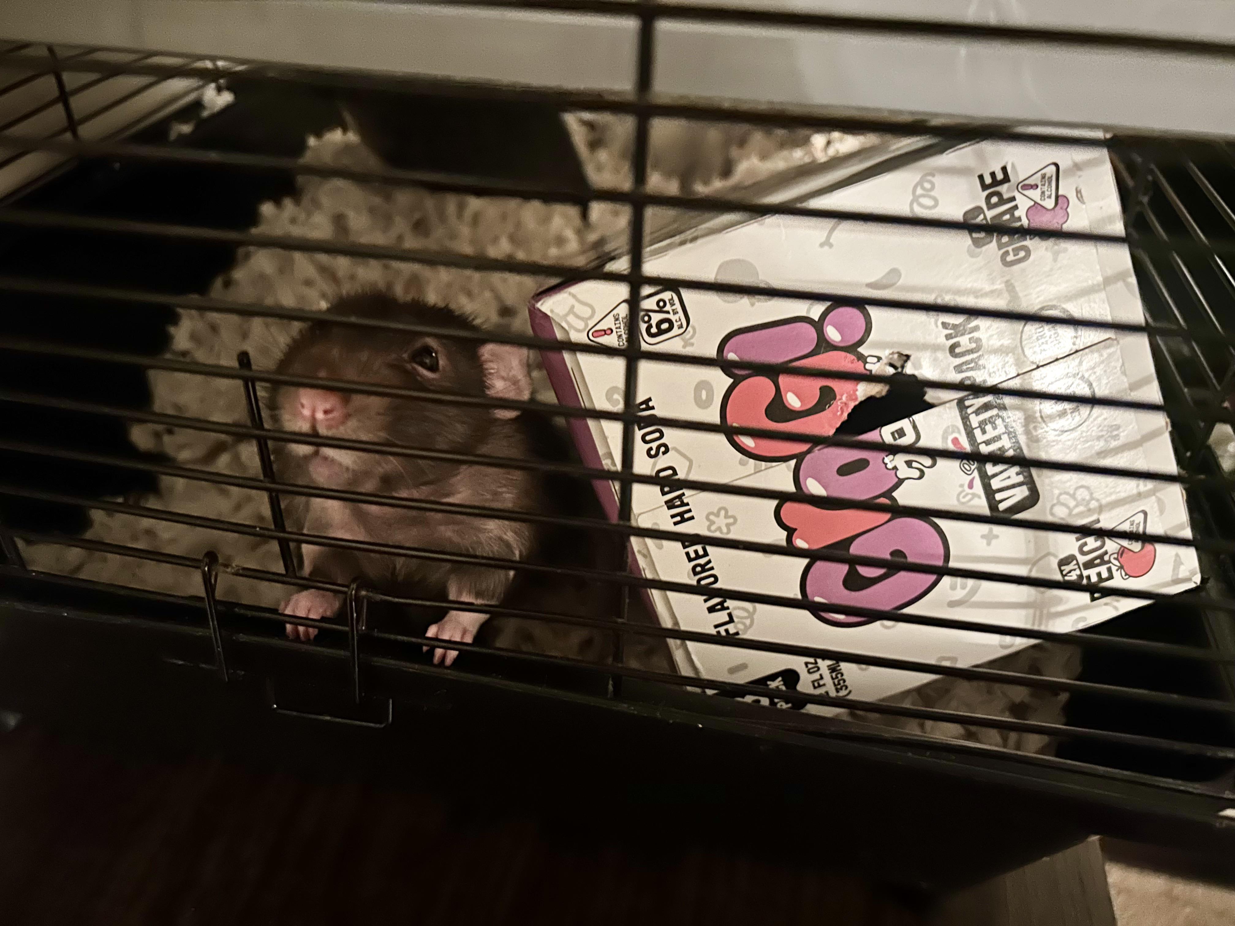 My rat needed a new hiding box | Scrolller