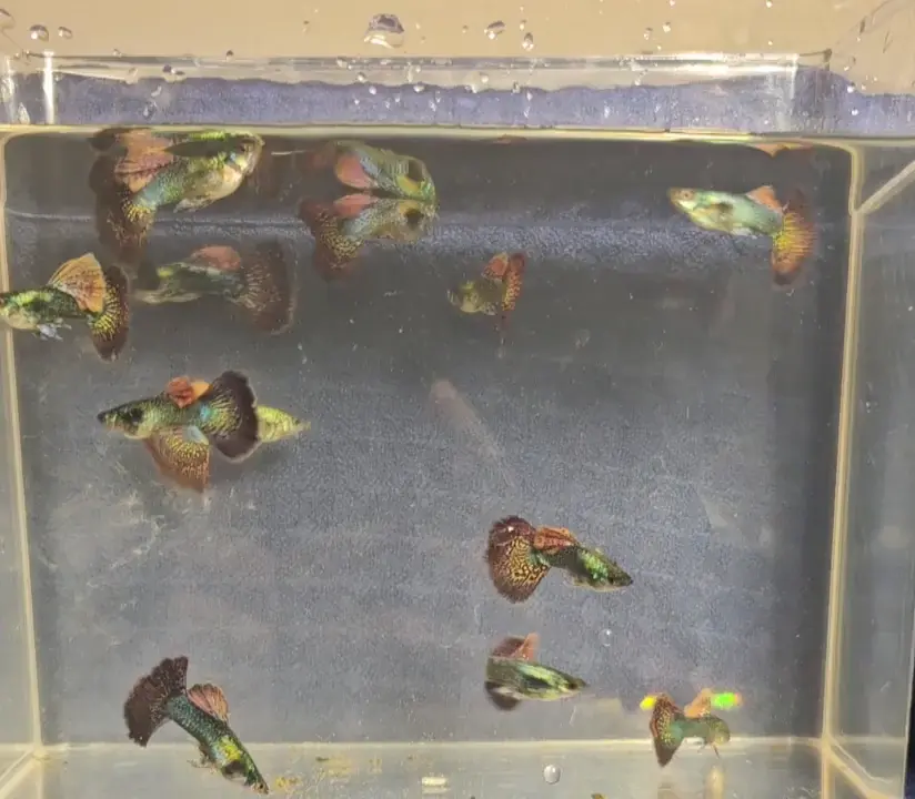 Discover more like Guppies: My Red Dragon guppy males and Related Content | Scrolller