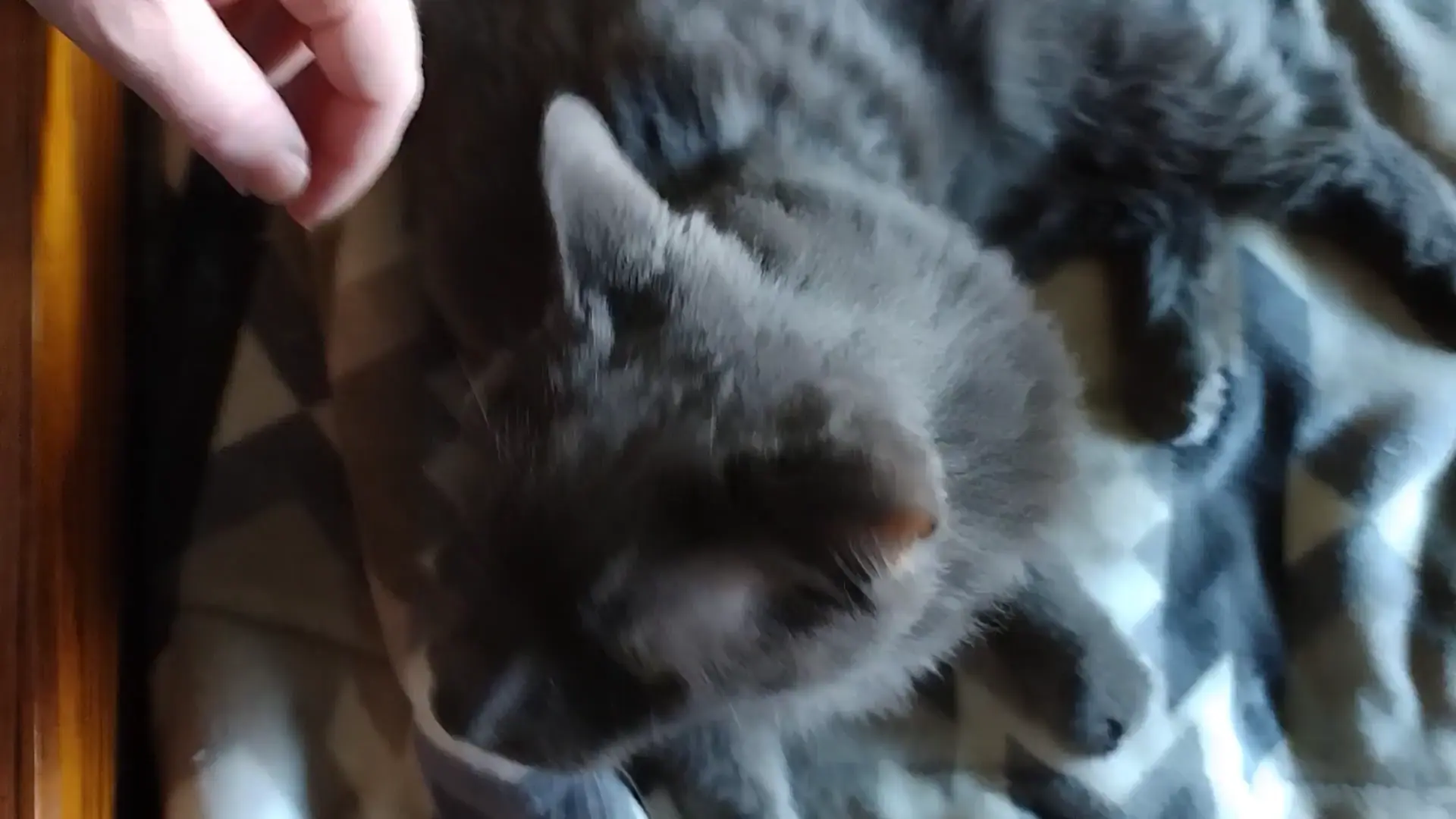 My Secret enjoying pets | Scrolller