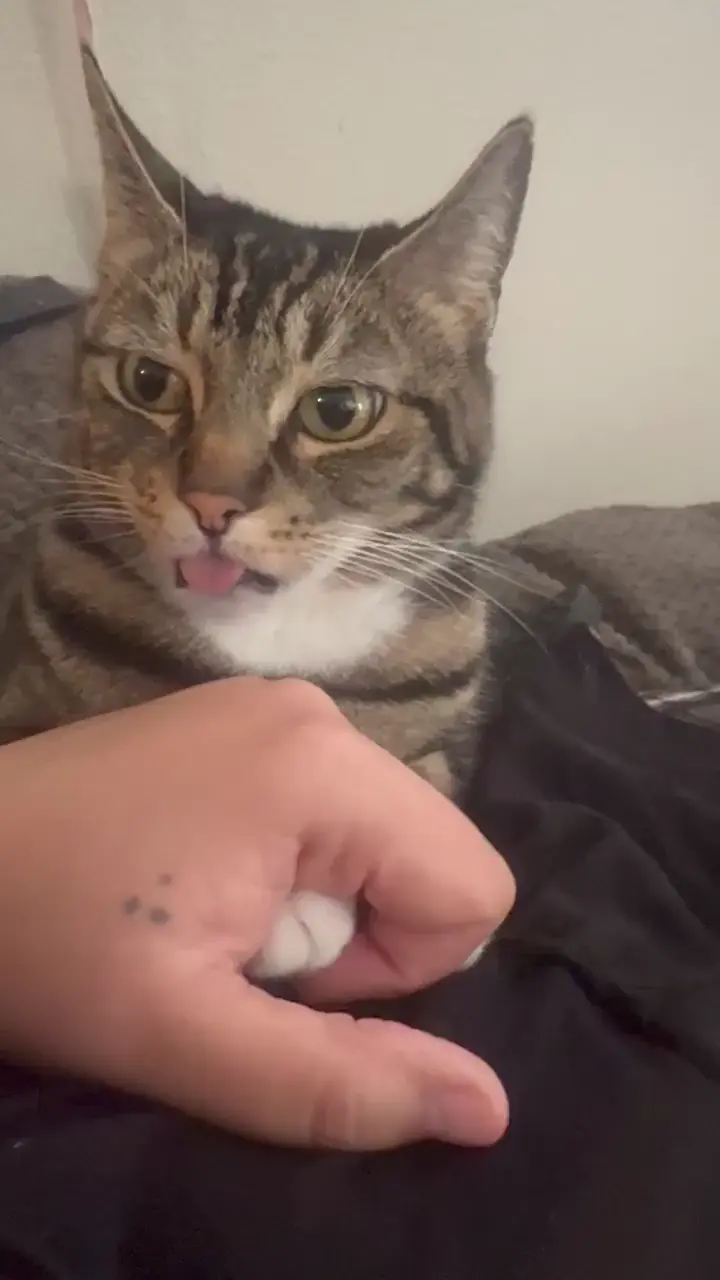 My sister cat, Genesis, a standard issue cat doing a blep | Scrolller