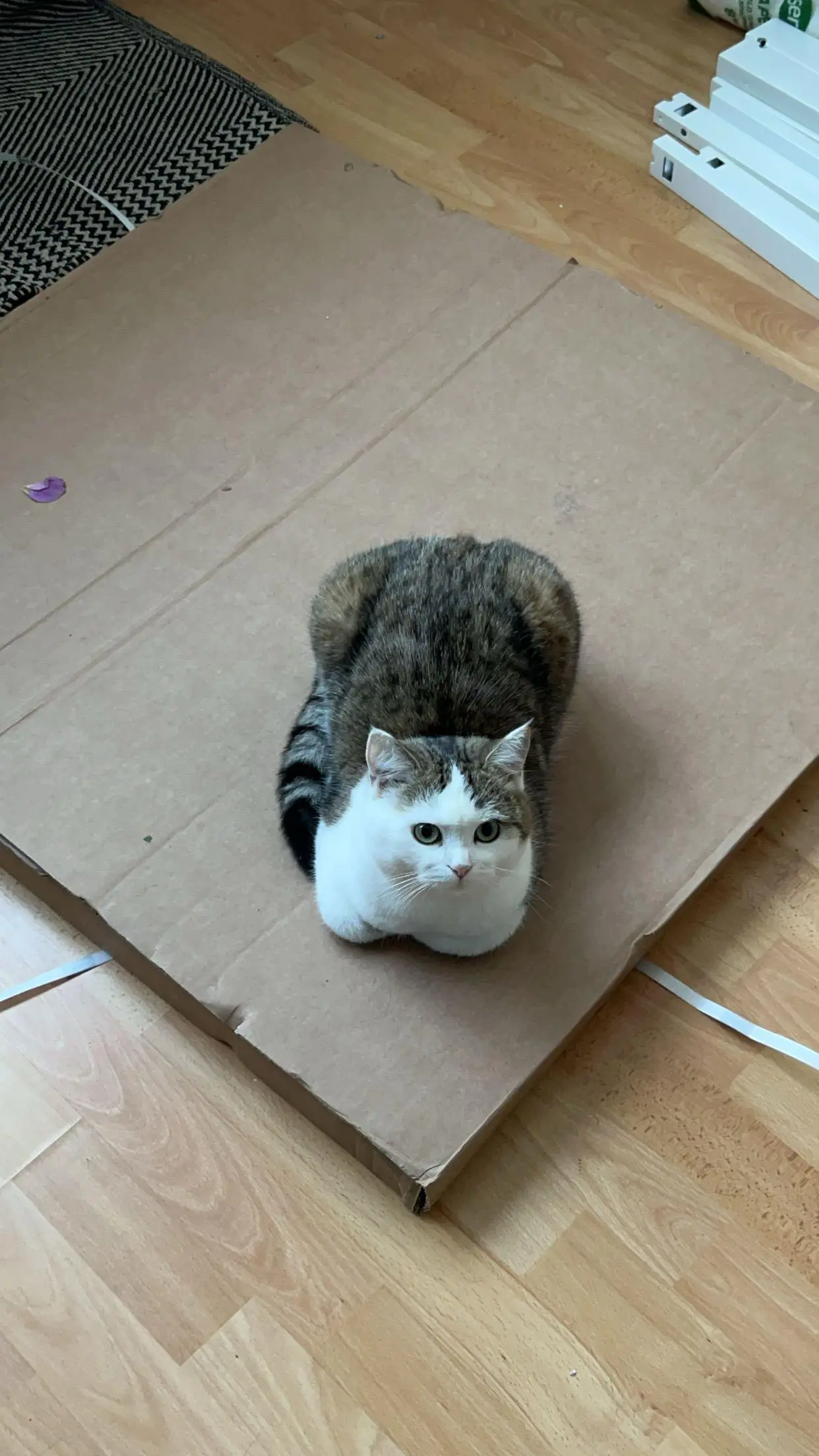 My soul (cat)loaf | Scrolller