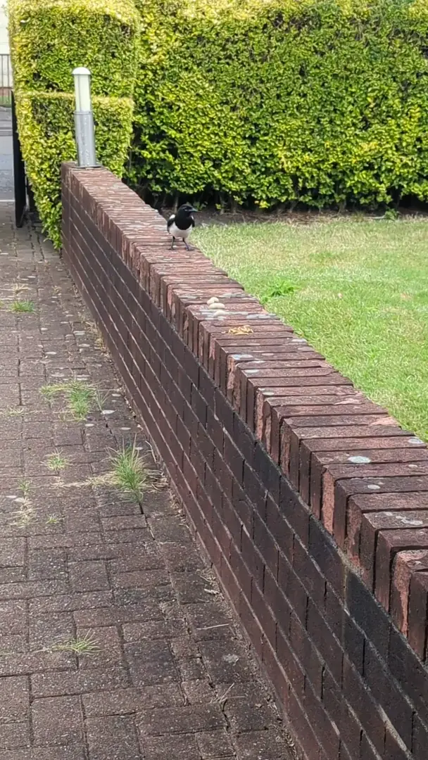 My visitors | Scrolller