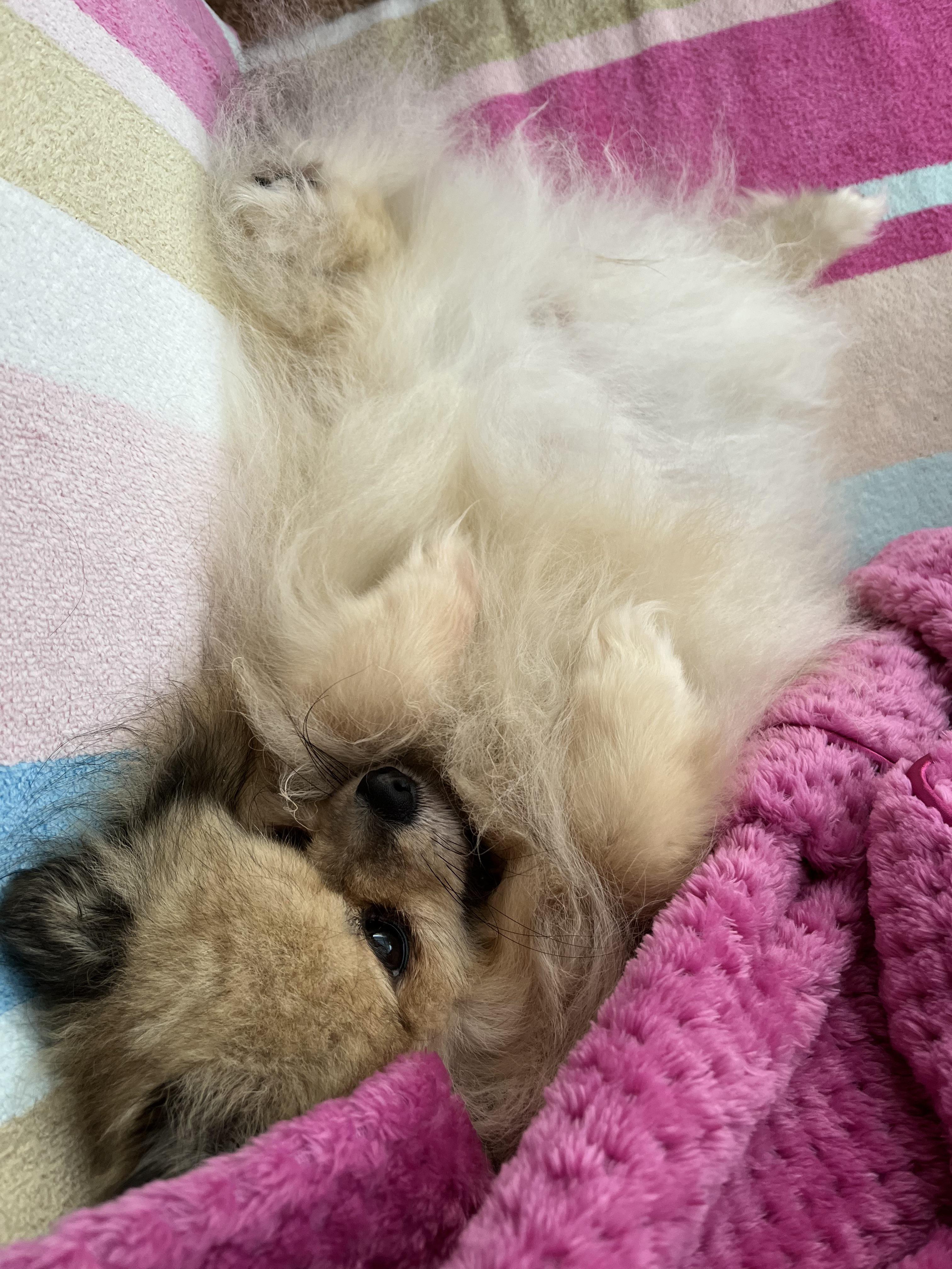 This is Luna | Scrolller