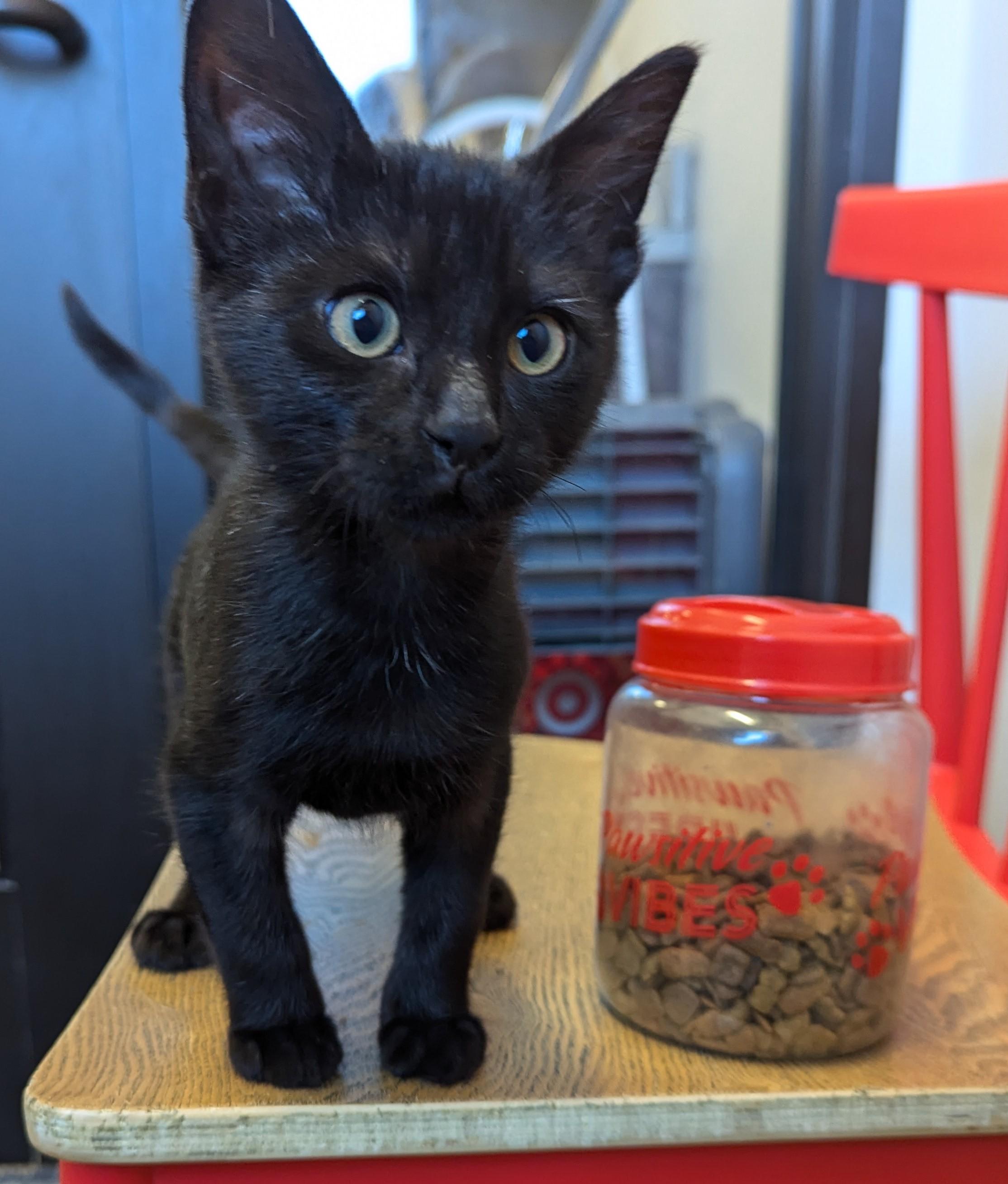 Meet Toothless | Scrolller