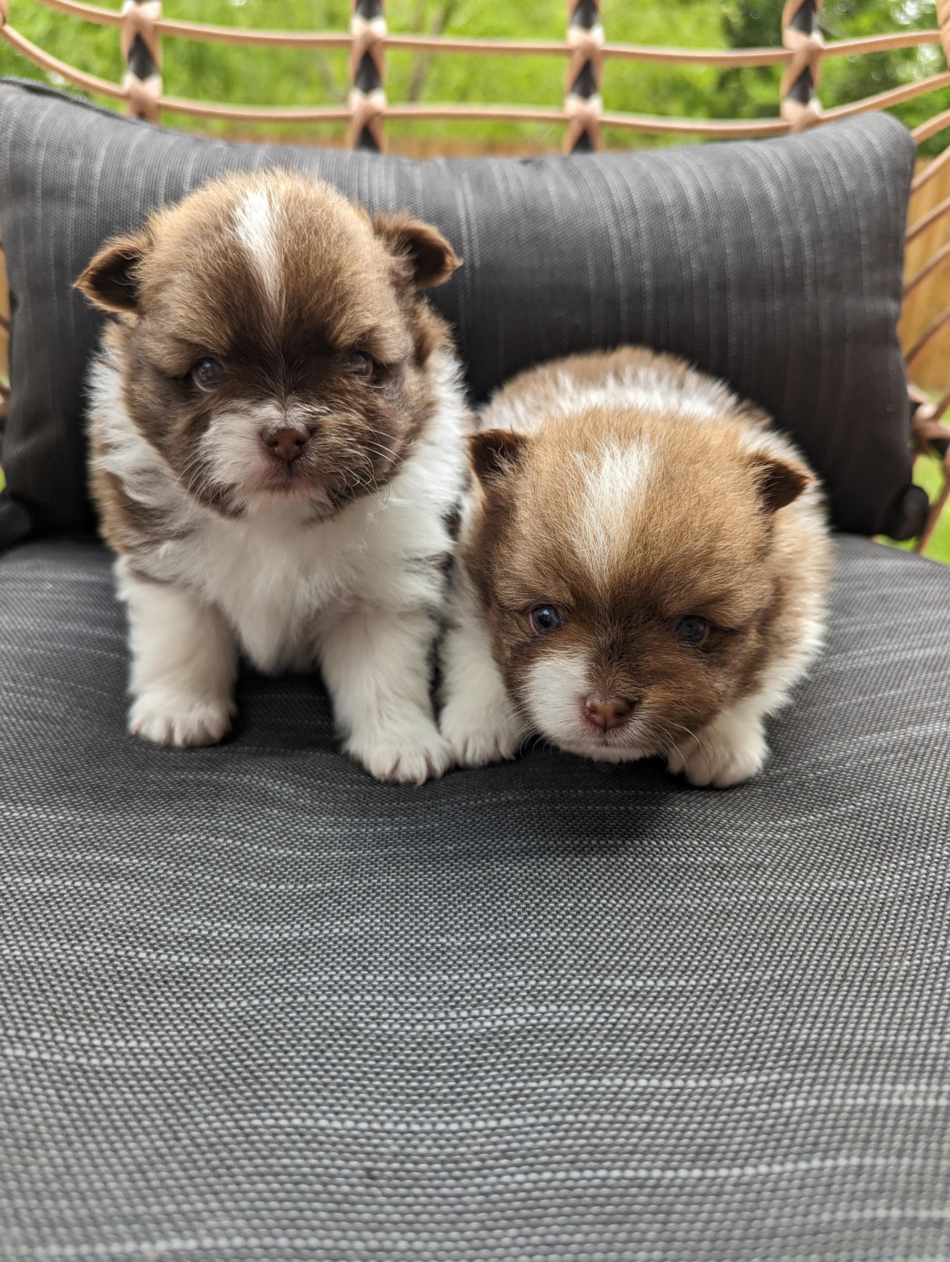 How would you describe their color & pattern? | Scrolller