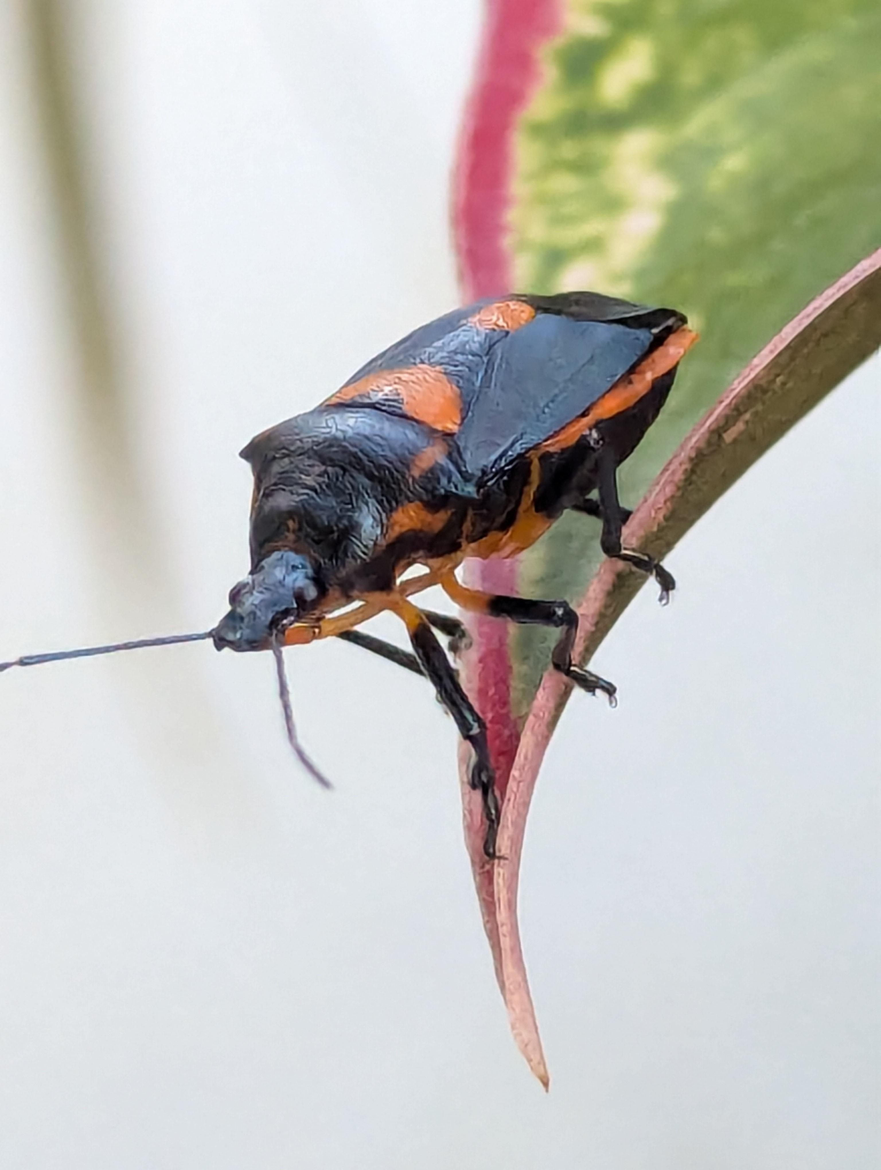 Predatory Stinkbug wearing it's Halloween colors | Scrolller