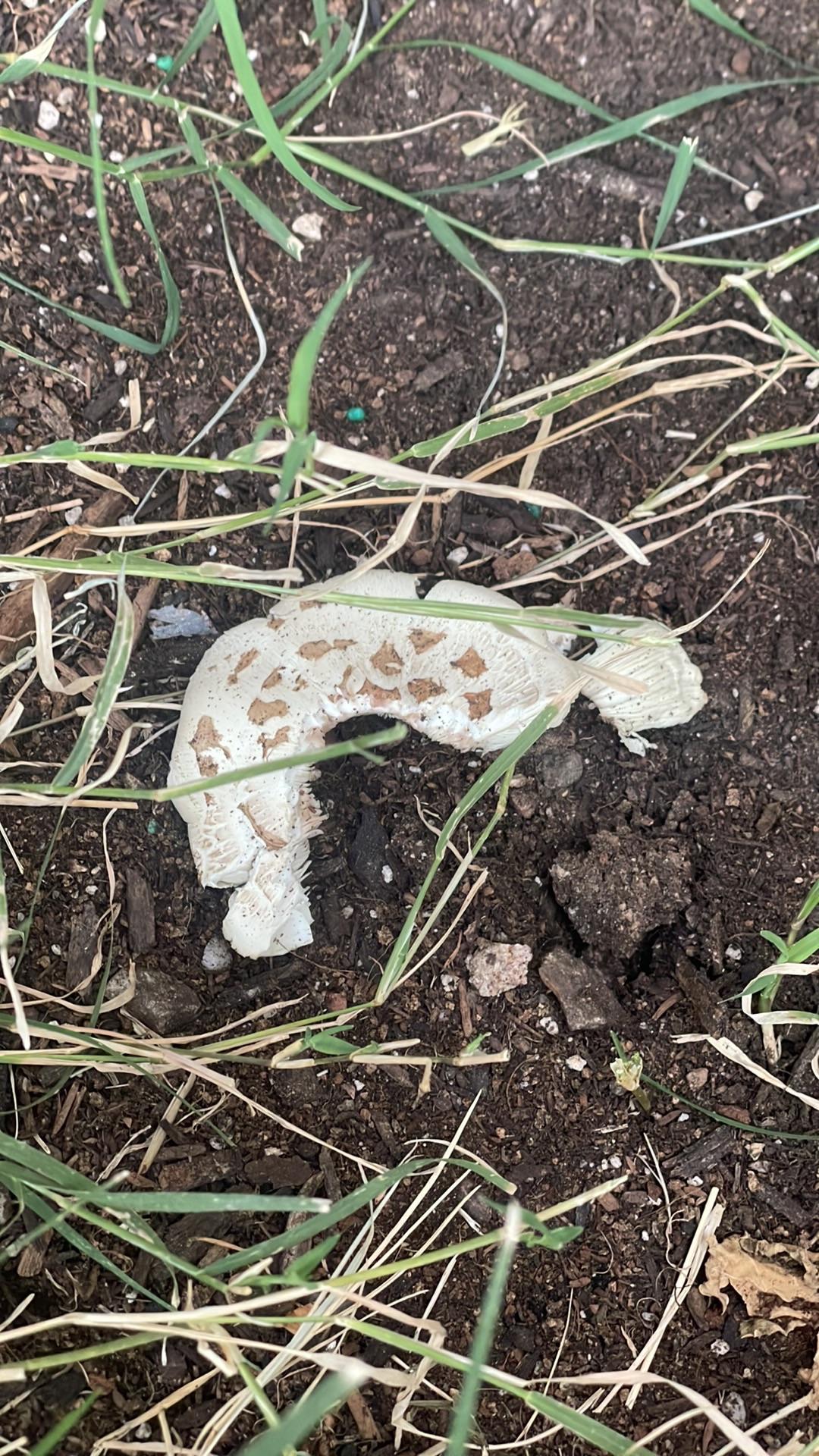 Randomly popped up- sulcata took a bite | Scrolller