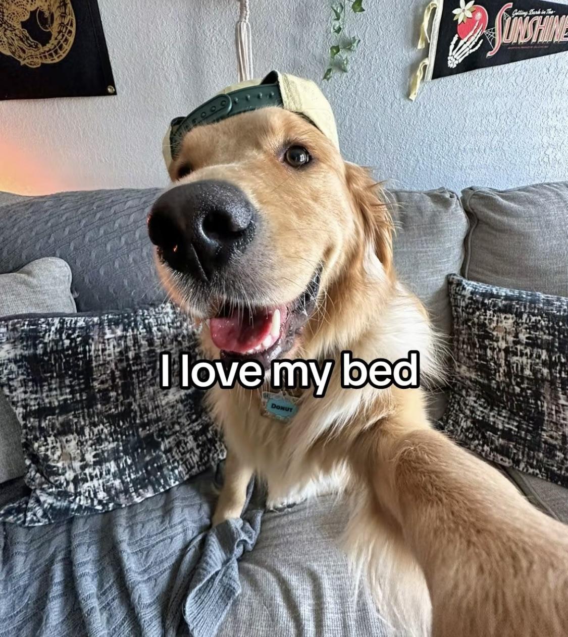 First doggo post of 2024 | Scrolller