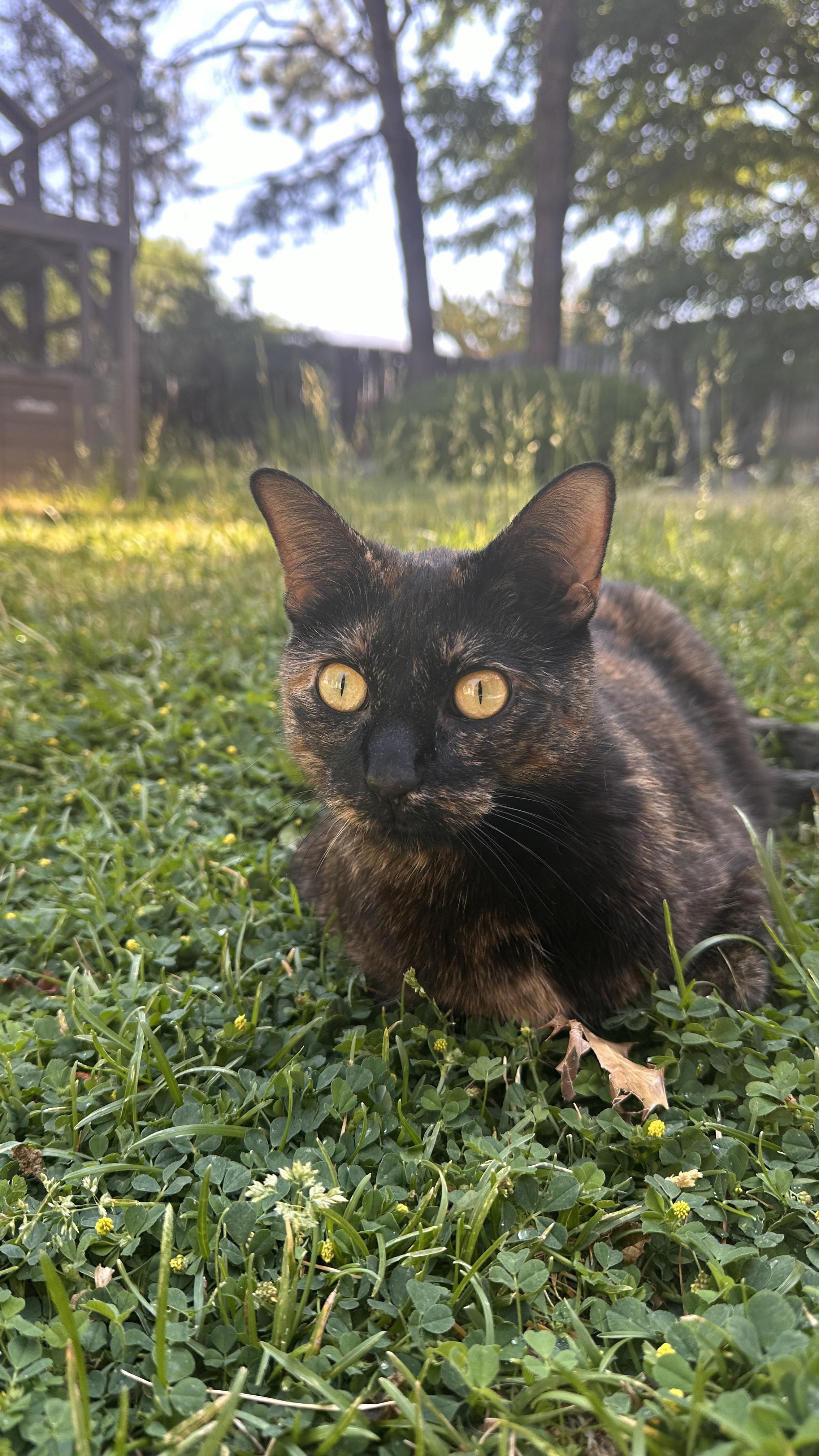 Her Highness, Penny. AKA Lady Penster | Scrolller