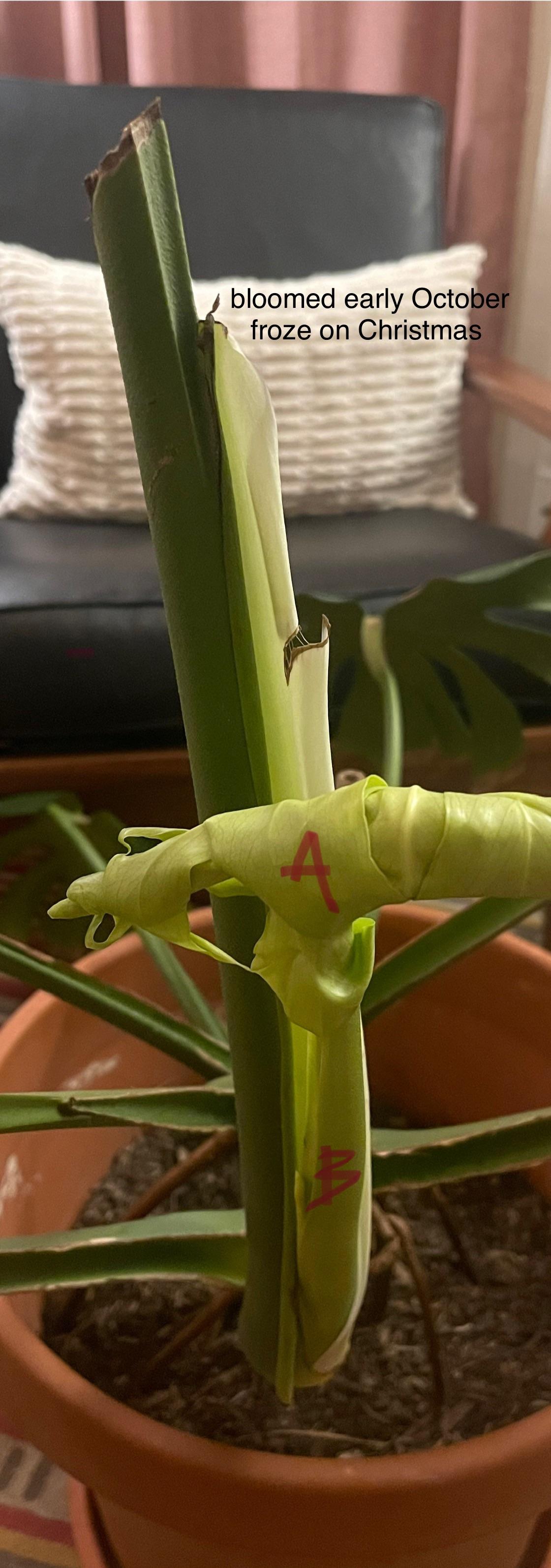 Help with reshaping my monstera | Scrolller