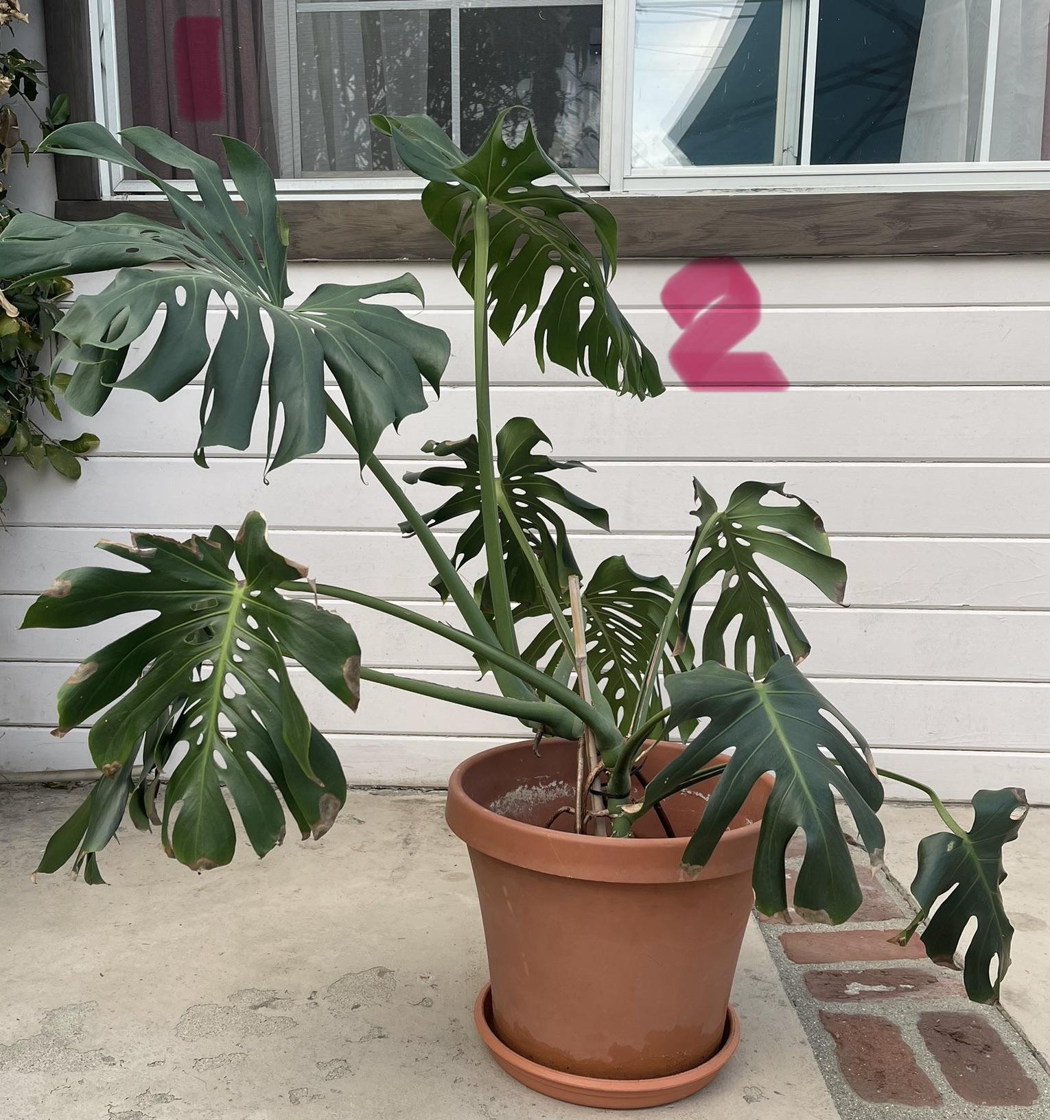 Help with reshaping my monstera | Scrolller