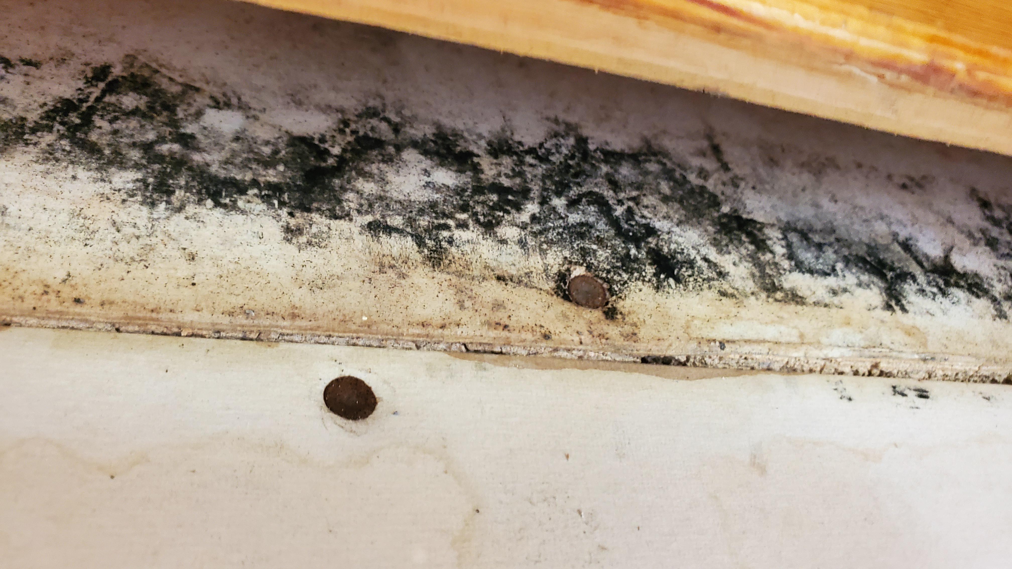 Is this black mold? | Scrolller