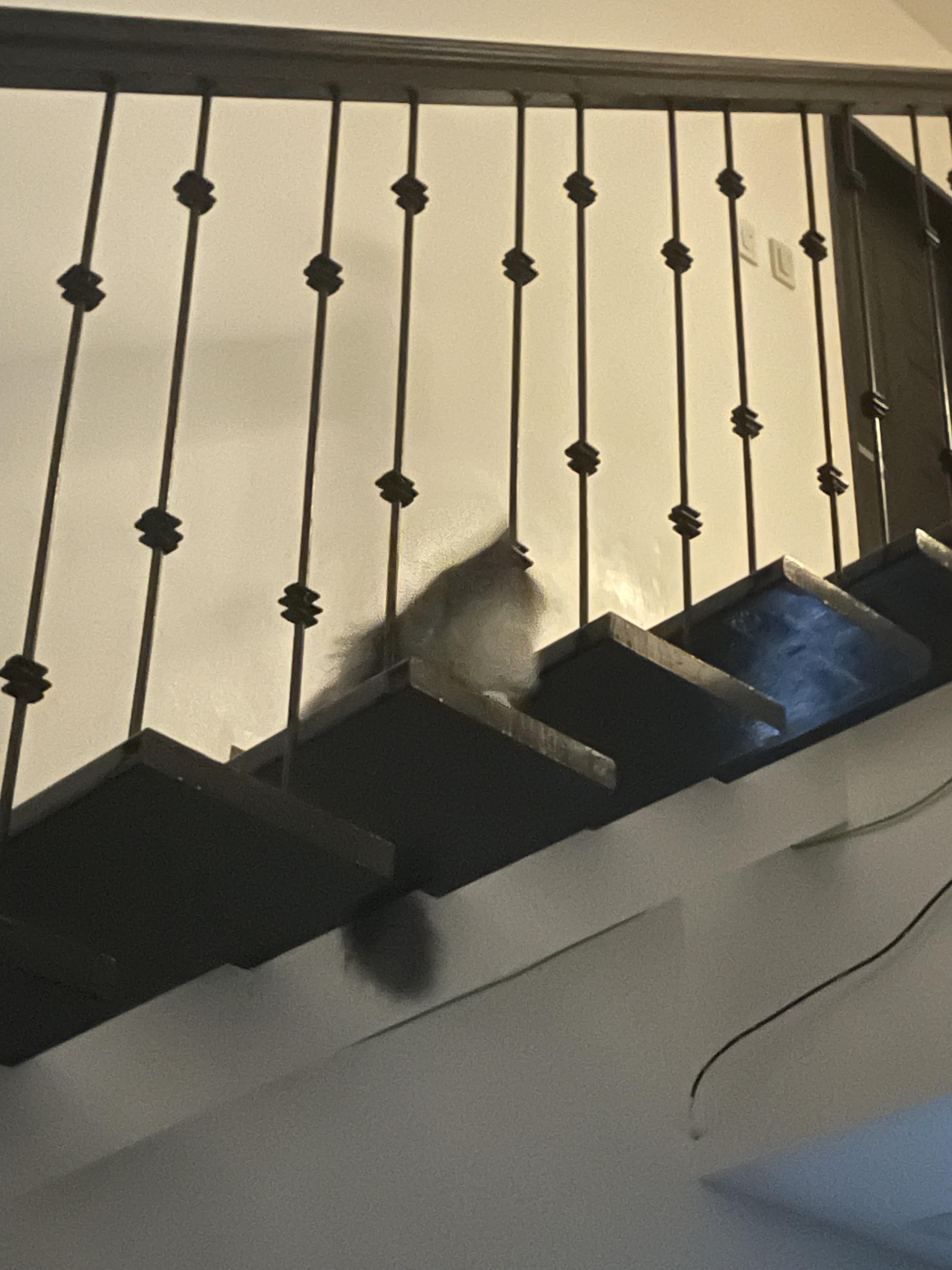 Blurry pictures of cats | Scrolller